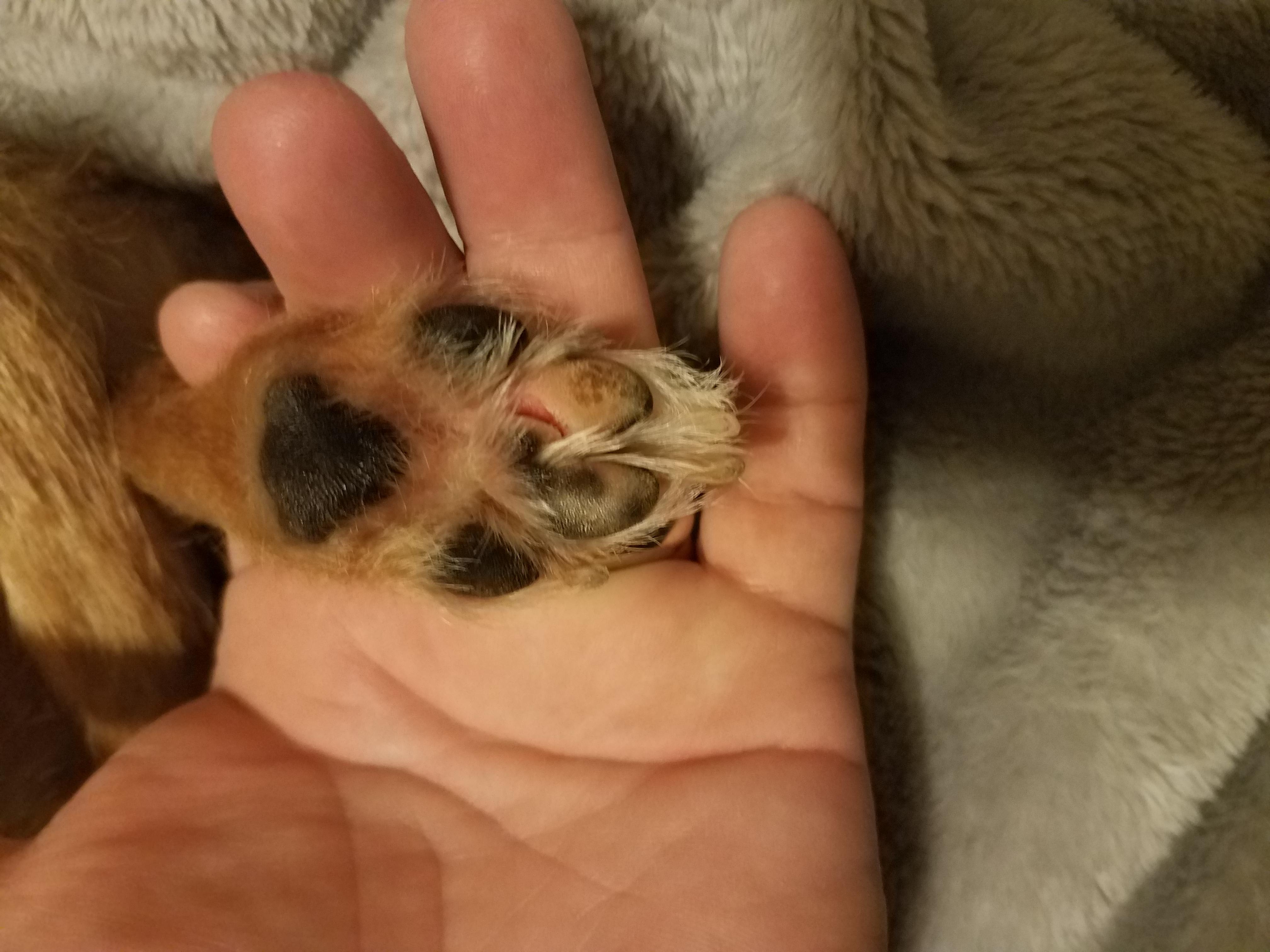 My Dog Has Deep Cuts on Paws, Stopped Bleeding, Needs Stitches? | Petco