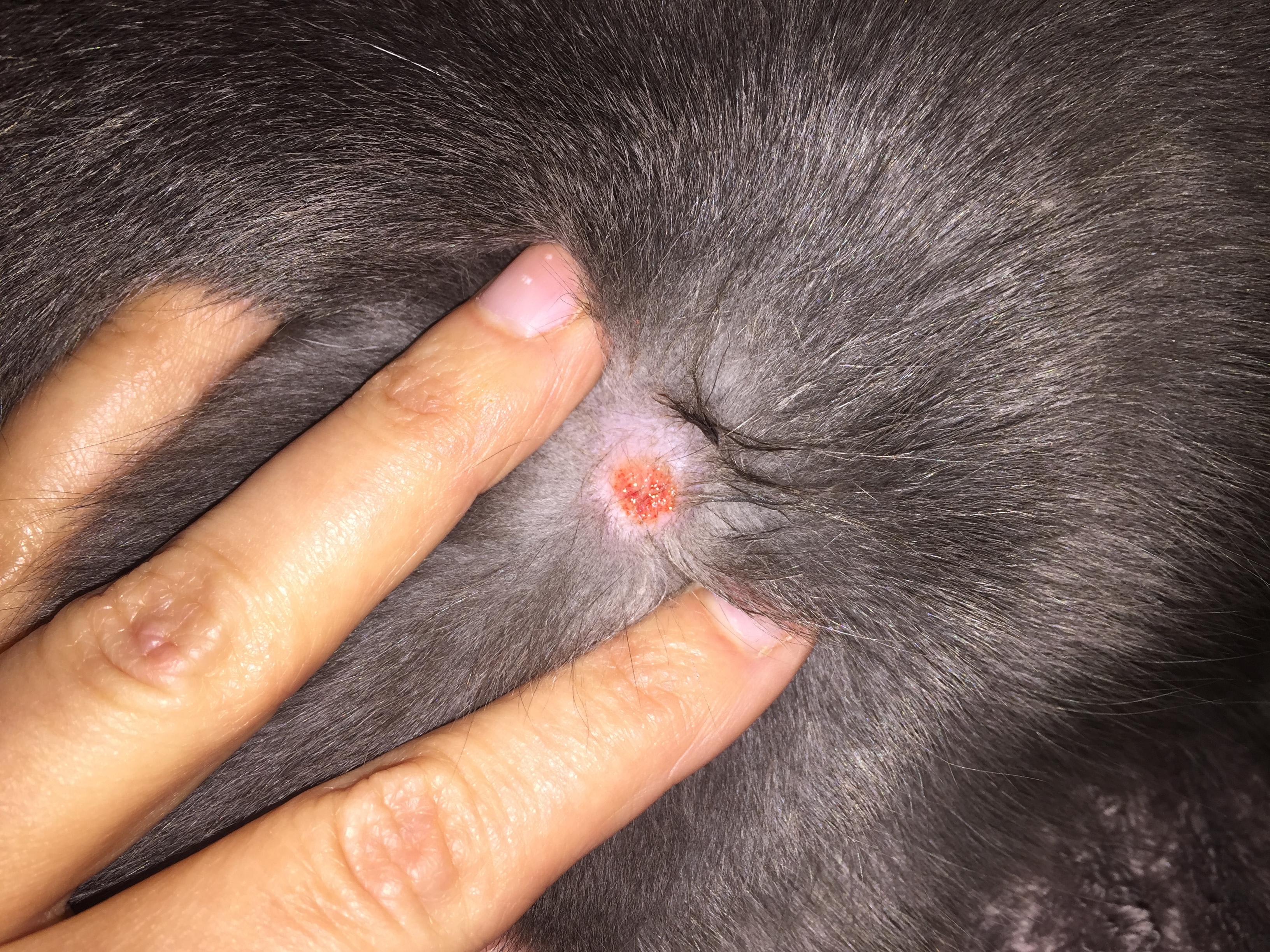 Cat has a sore on hind leg and cleans it. Should I see a vet? | Petco