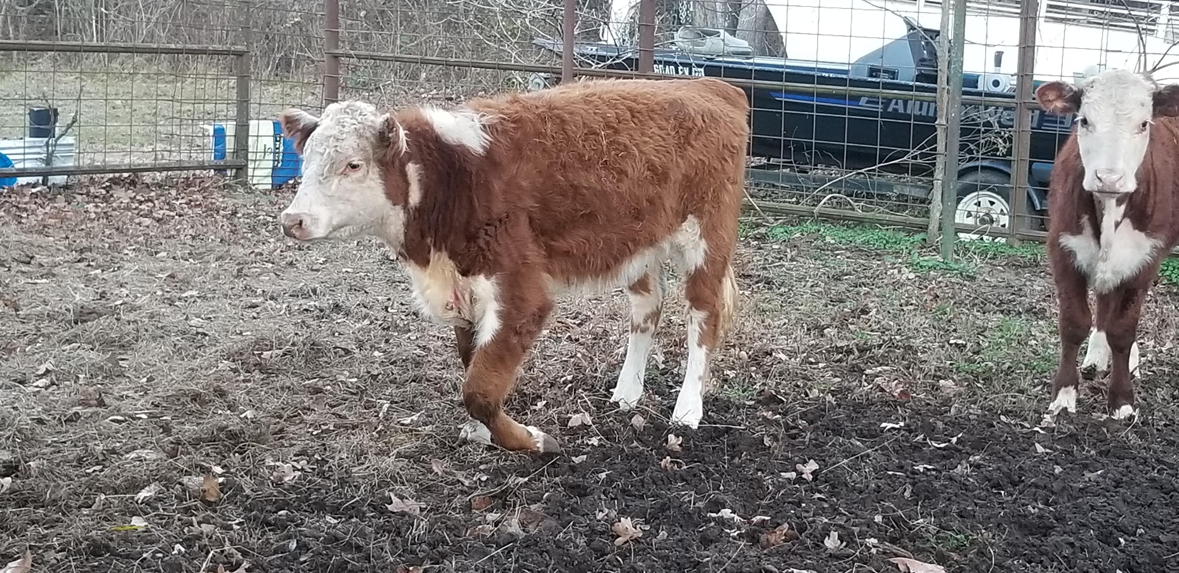 Cow leg dragging, swollen after injury: Nerve damage? Prognosis? | Petco