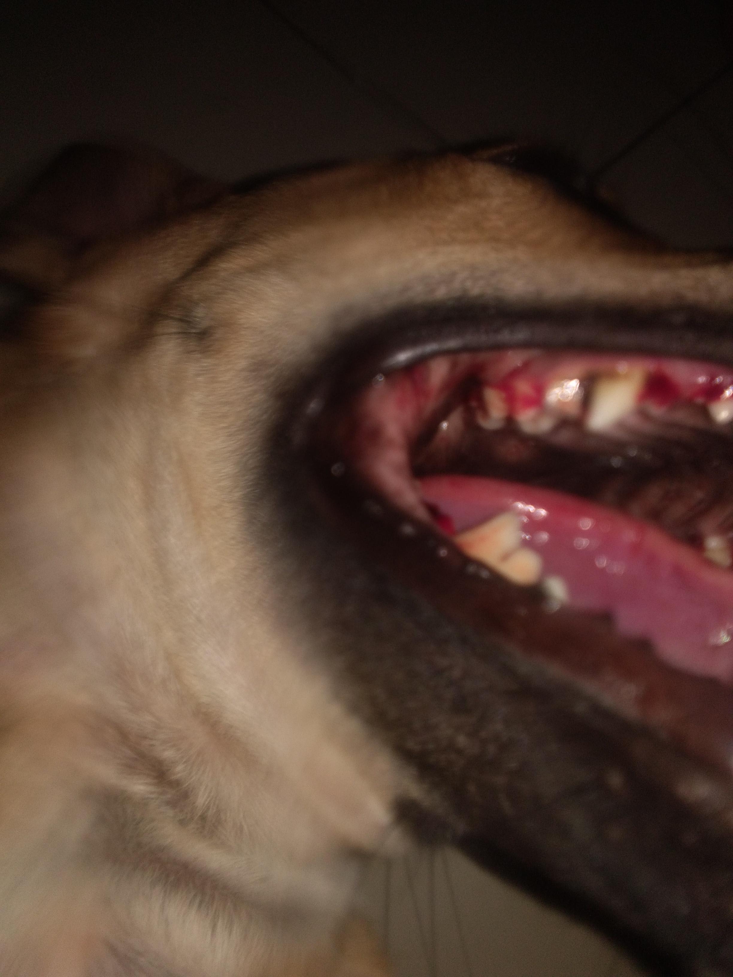 My dog's gums are bleeding suddenly. Is it normal? What to do? | Petco