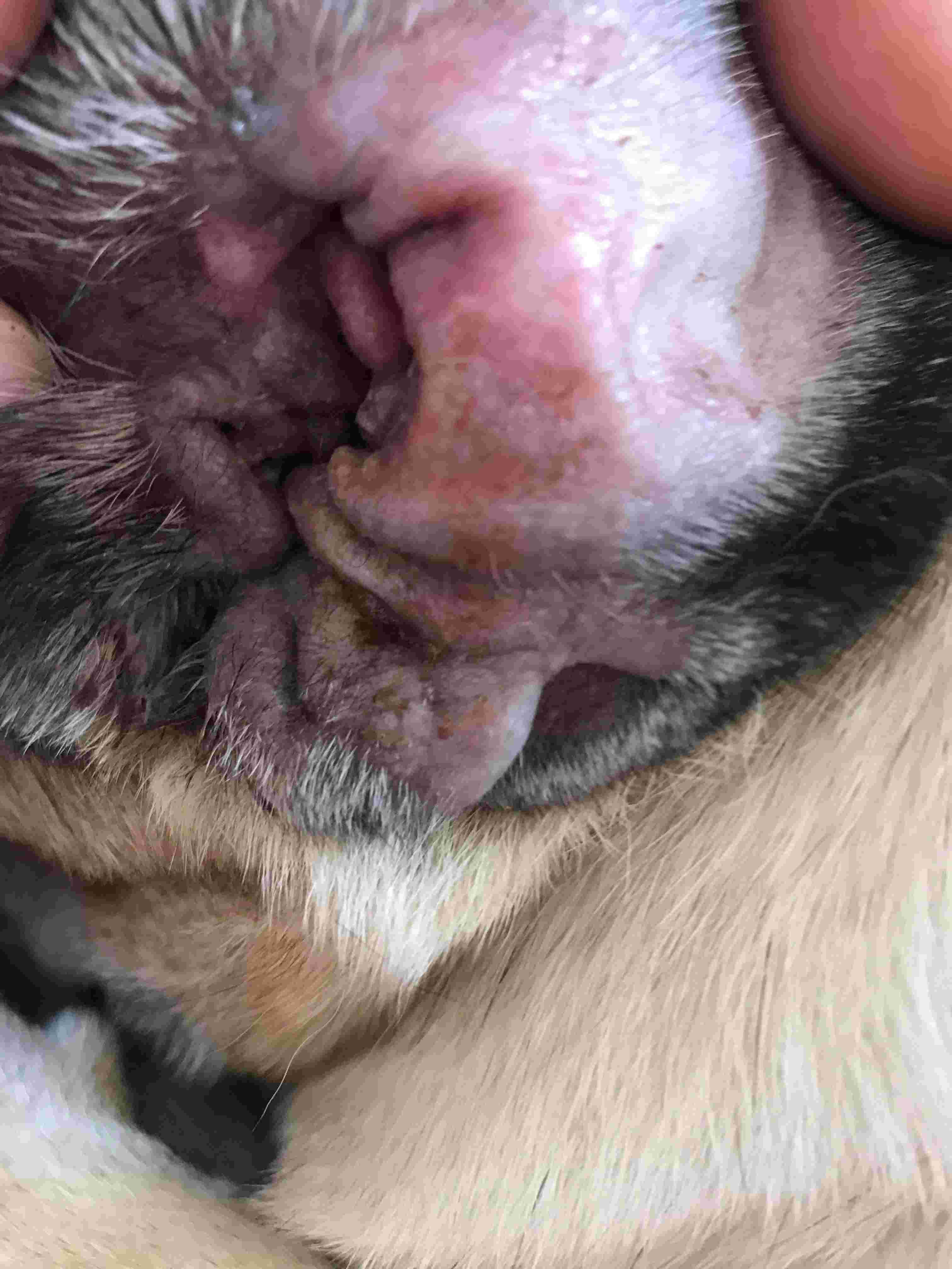 Chronic Dog Ear Infections, Discharge & Pimples: Is It Allergies? | Petco