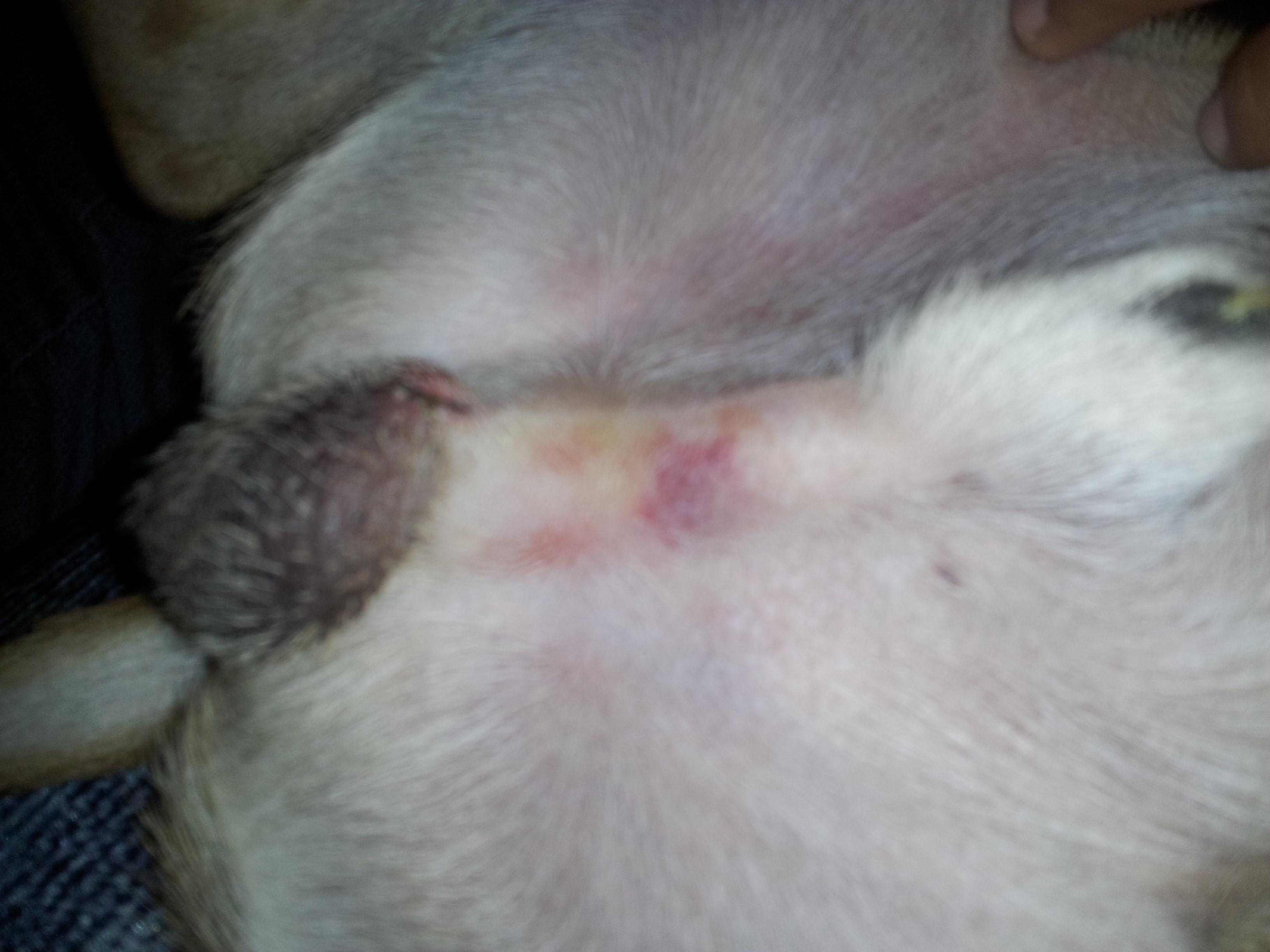 Is your dog's neuter incision red after surgery? Should you worry? | Petco