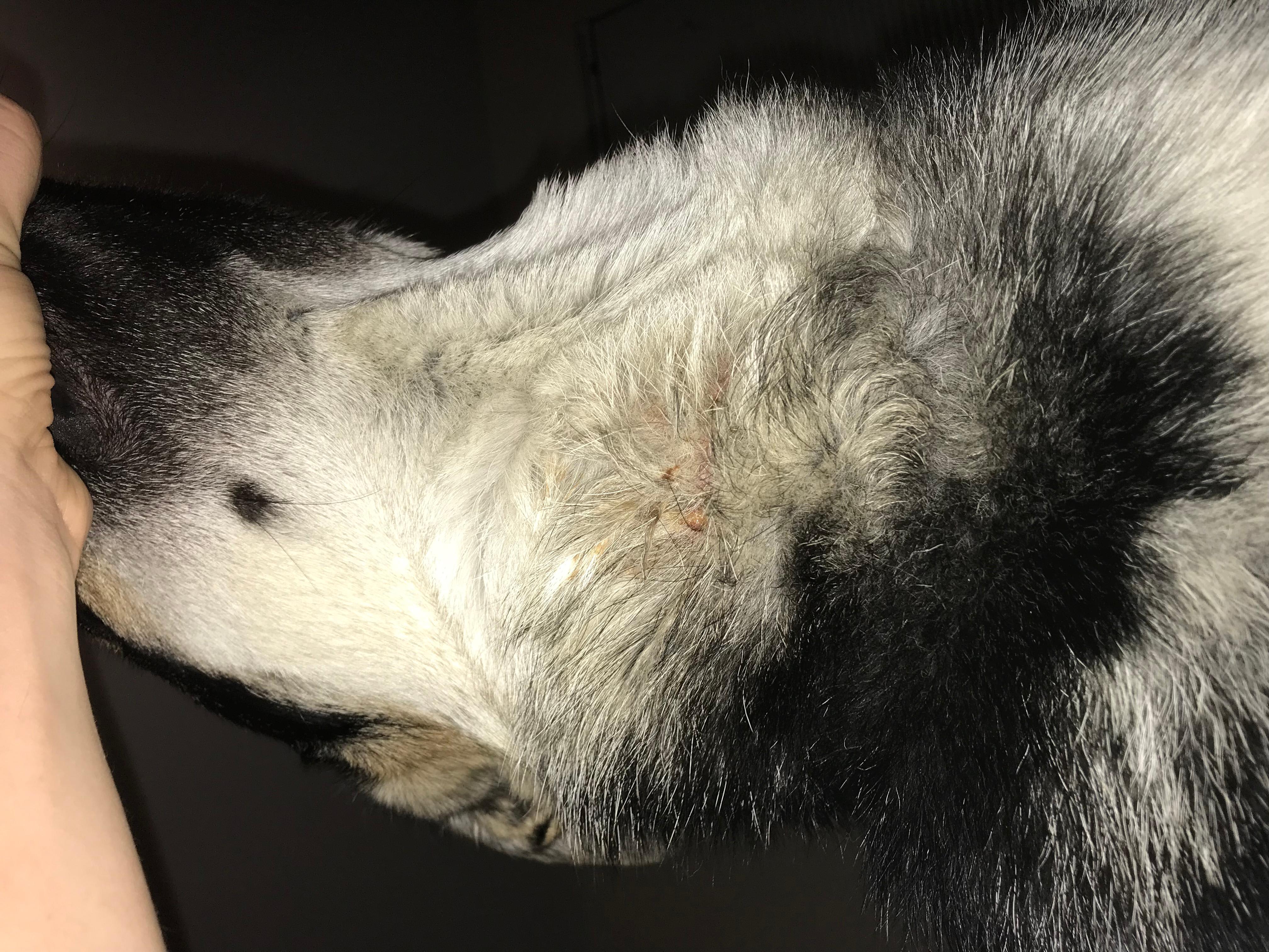 My Dog Has Open Neck Sores: Could a Shock Collar Be the Cause? | Petco