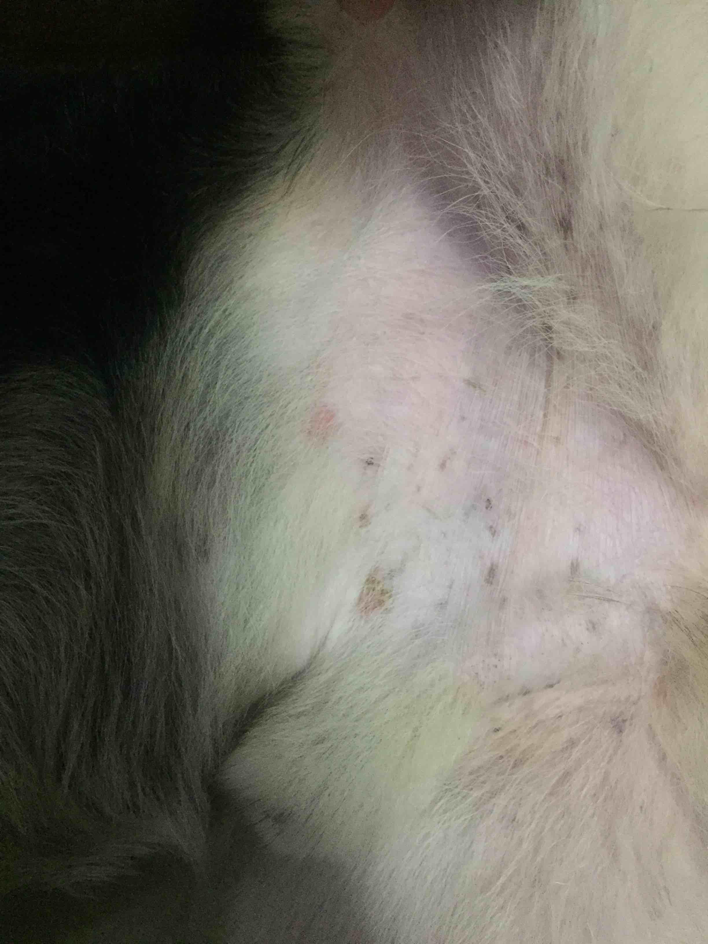 Dog's Testicle Color Changing & Rash? Find Out What to Do | Petco