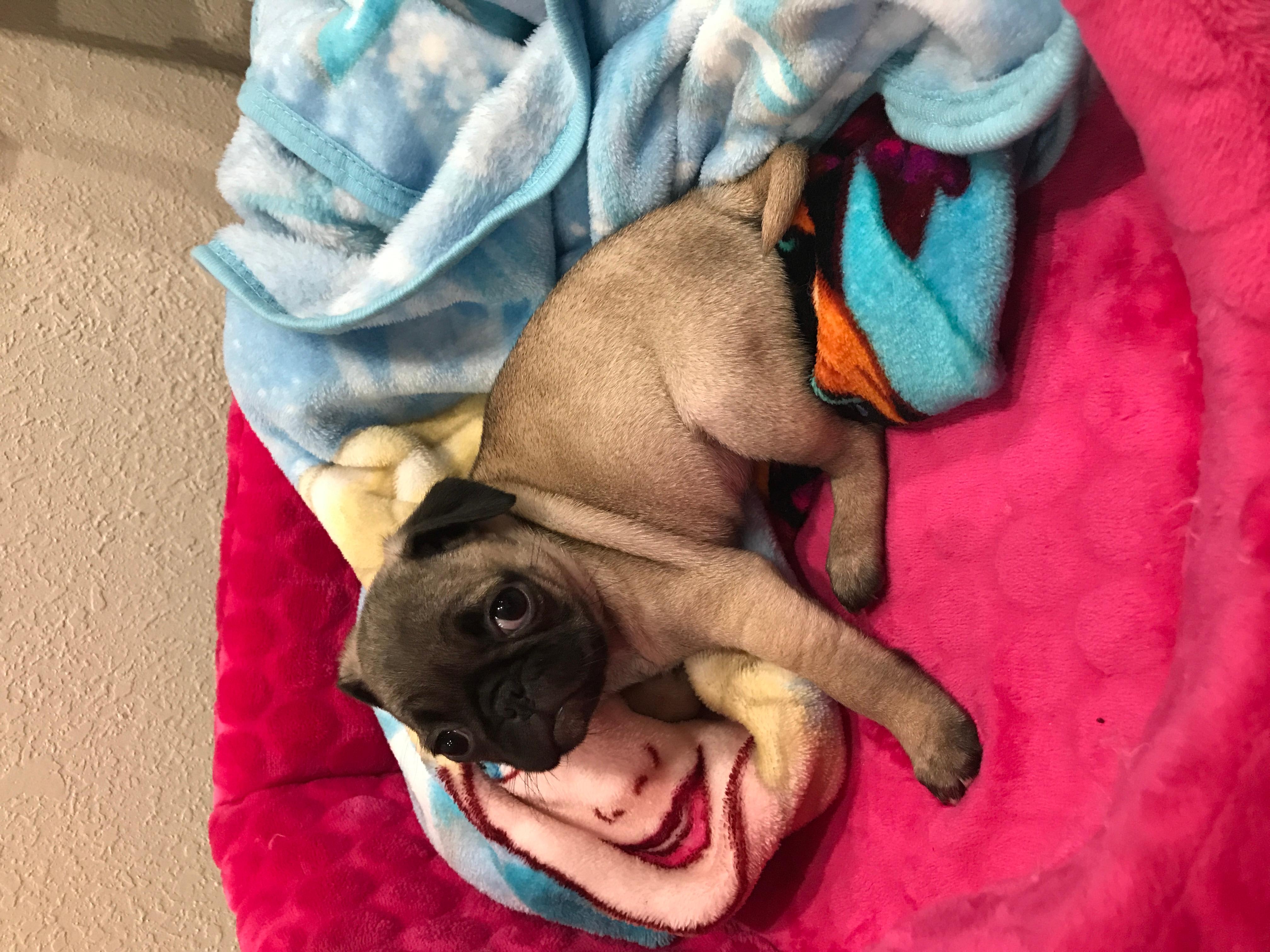 Why can't my 2-month-old pug puppy stand or walk on front paws? | Petco