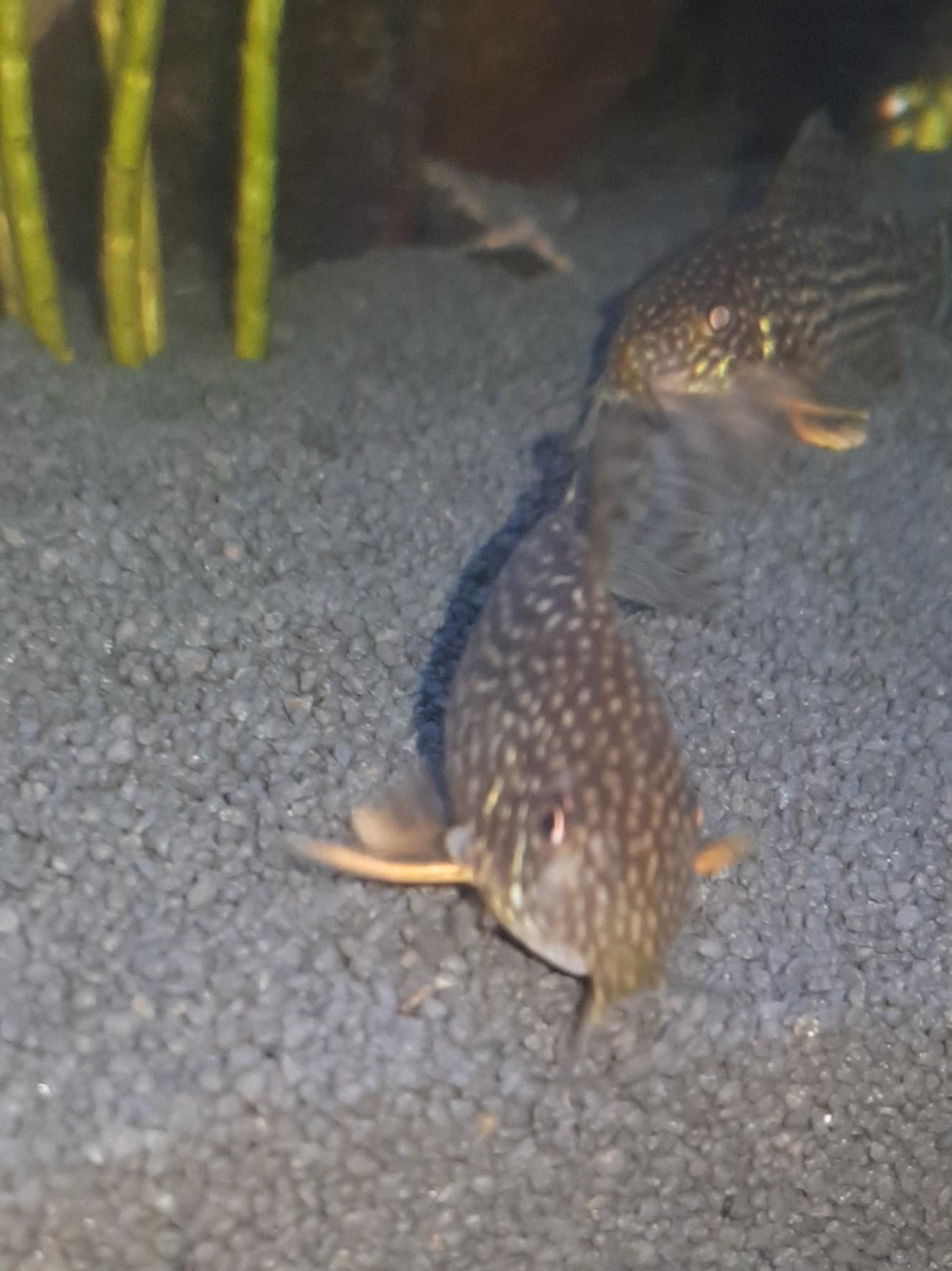 My fish have growths, tattered fins, flashing. What's wrong? | Petco