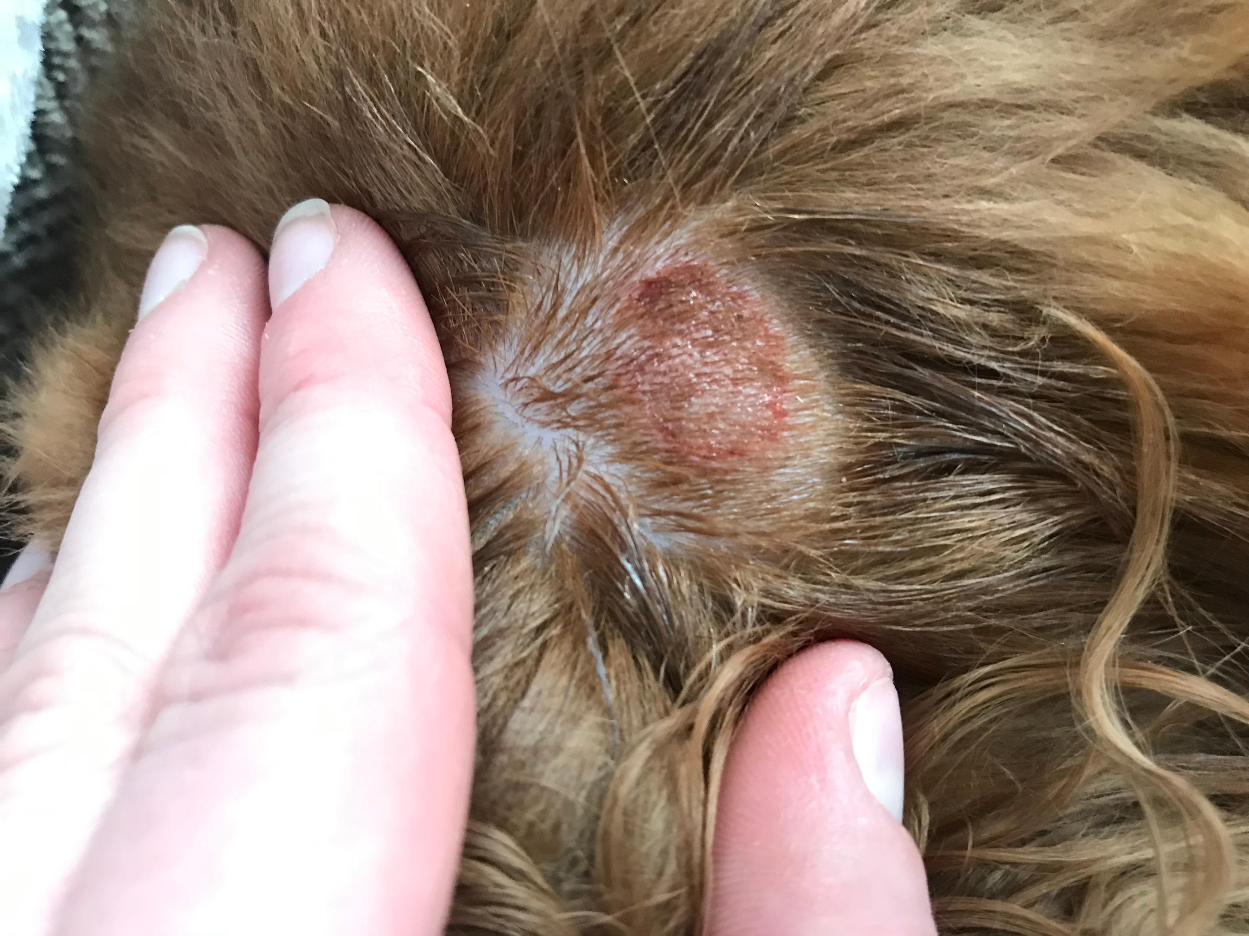 Why is my Cocker Spaniel Vomiting Milky Substance & Neck Wound? | Petco