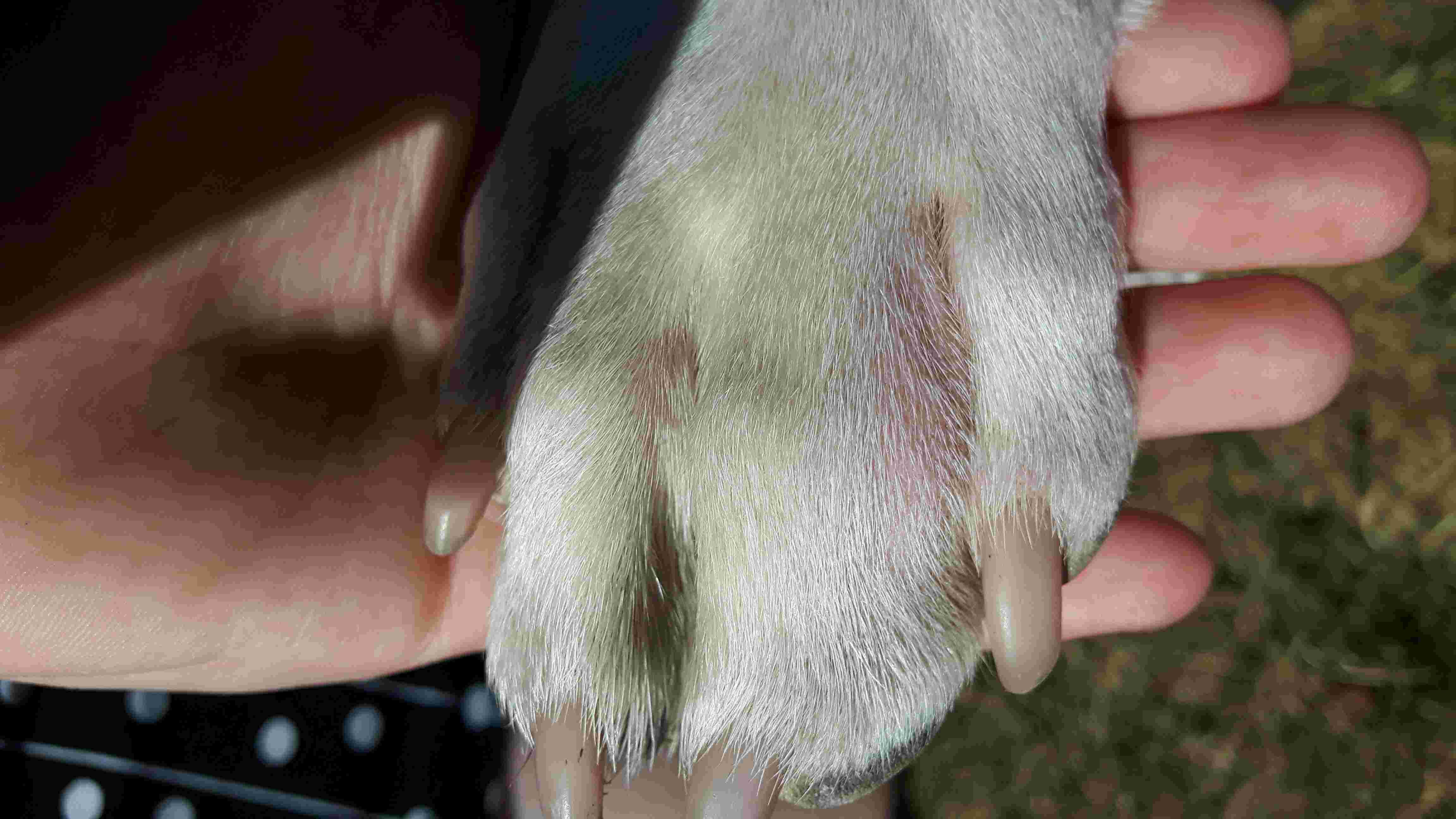 Why is my dog's paw swollen & itchy between toes? Is it grass? | Petco