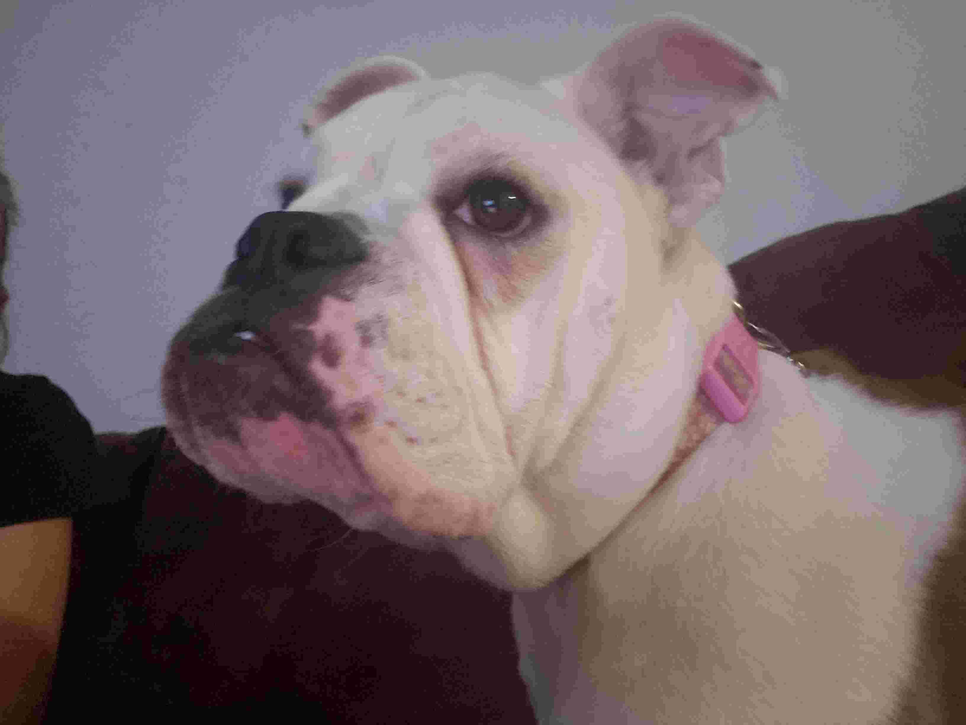 Why Is Your Dog Scratching Eye, Mouth, Losing Hair? Get Help | Petco