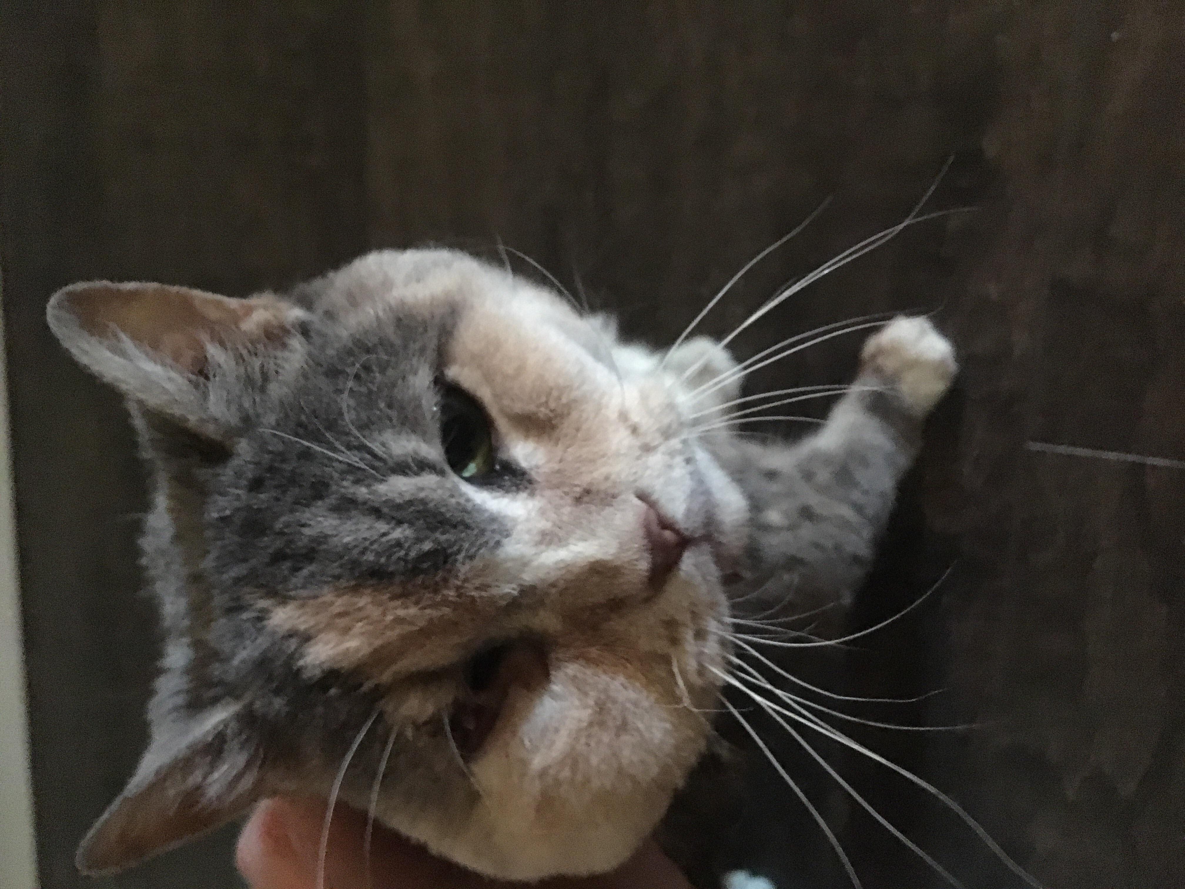 My Old Cat Has a Red, Crusty Eye & Puffy Cheek. What to Do? | Petco