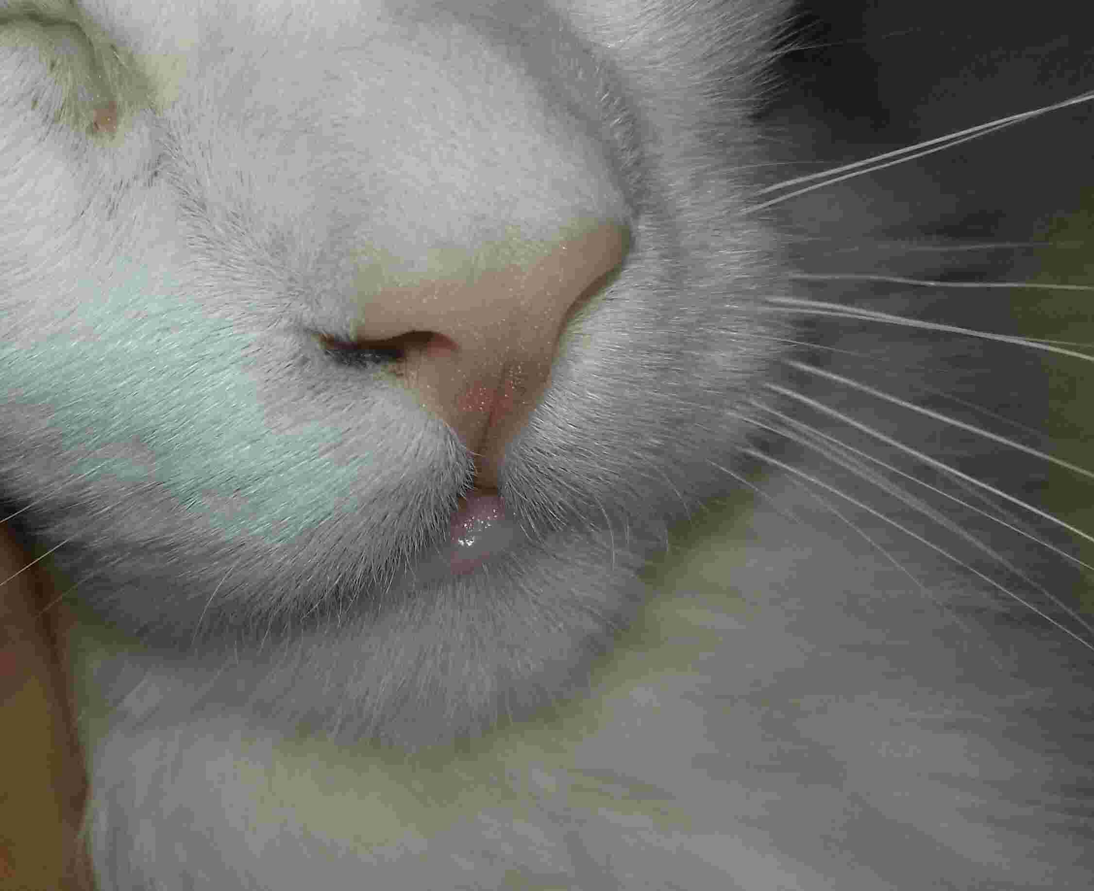 Cat Has Crusty Eye/Nose Discharge & Swollen Lymph Node? Cat Flu? | Petco