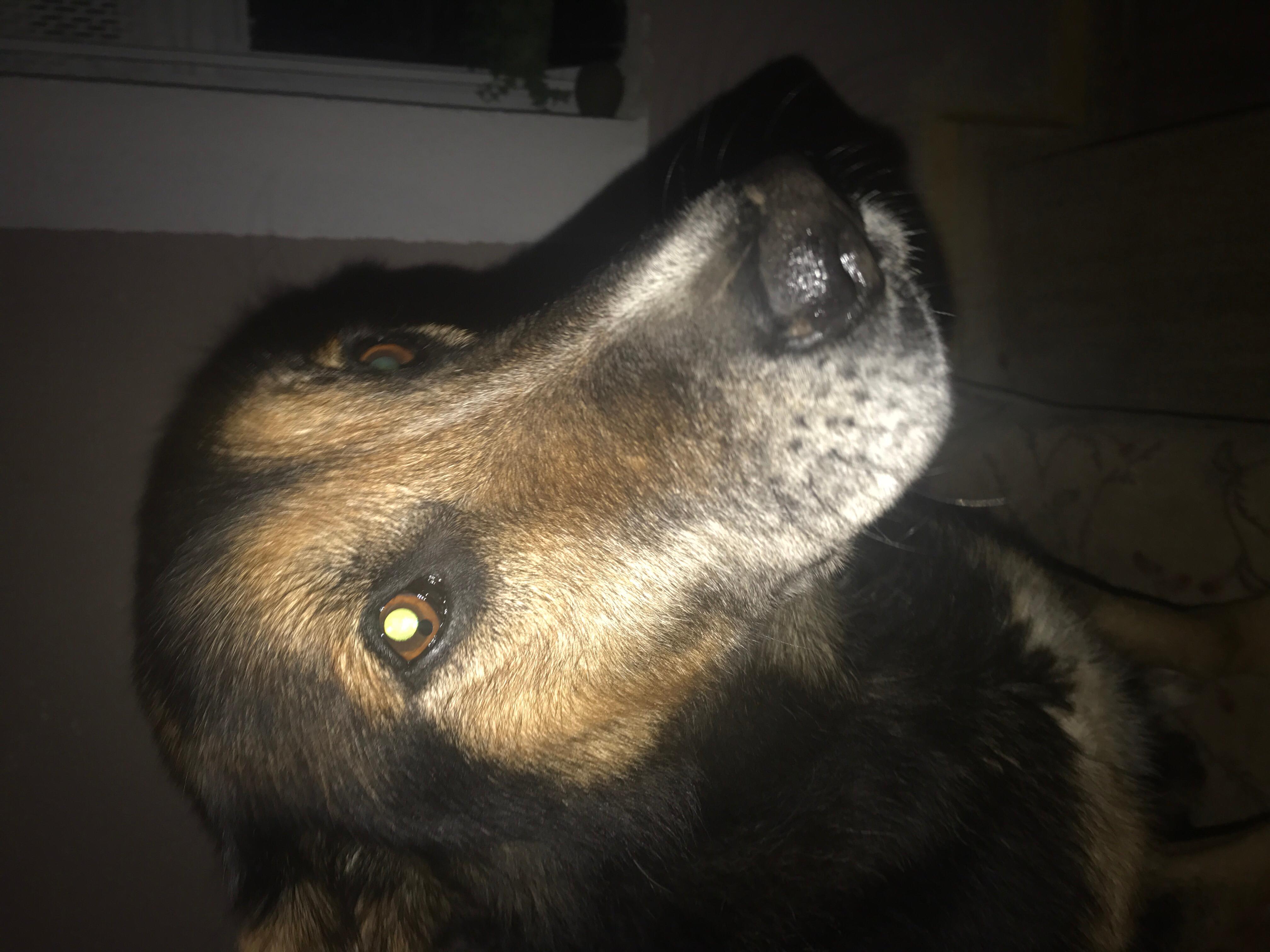 My dog has eye dot, lump, swollen testicle. Is it serious? | Petco