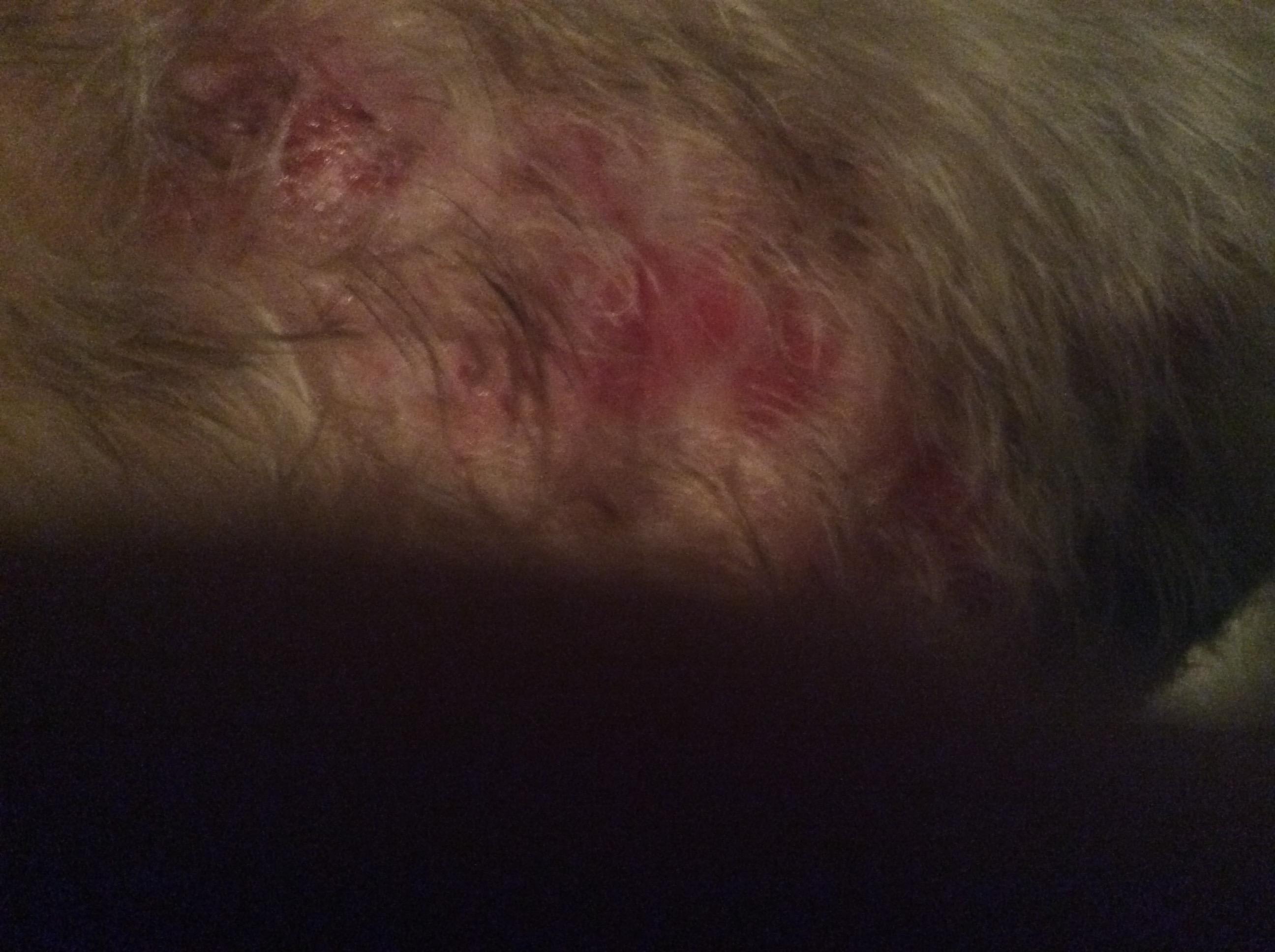 My dog has sticky sores, bumps, and fur loss. What can I do? | Petco