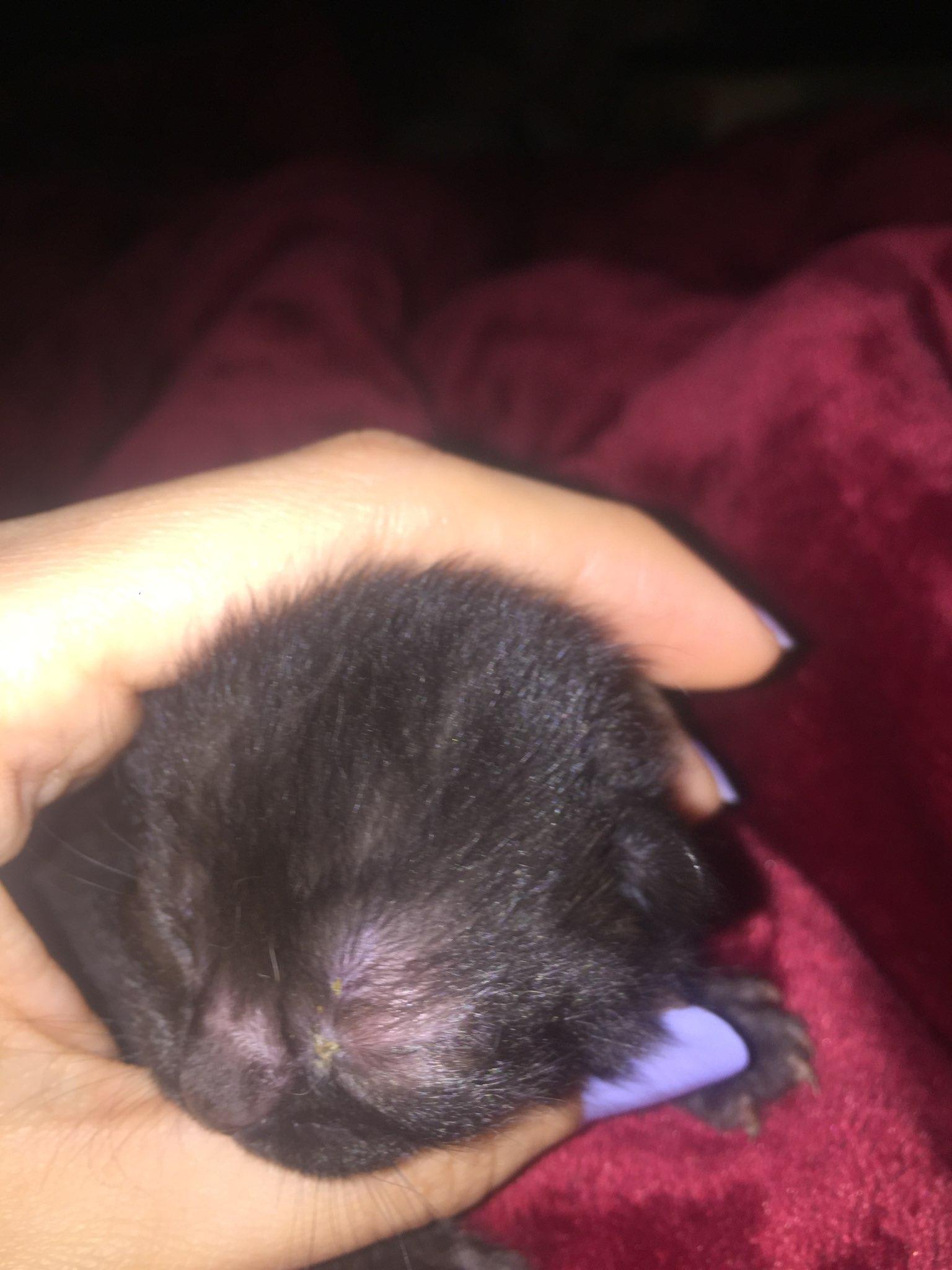 My newborn kitten has a swollen, bulging, crusty eye. What to do? | Petco