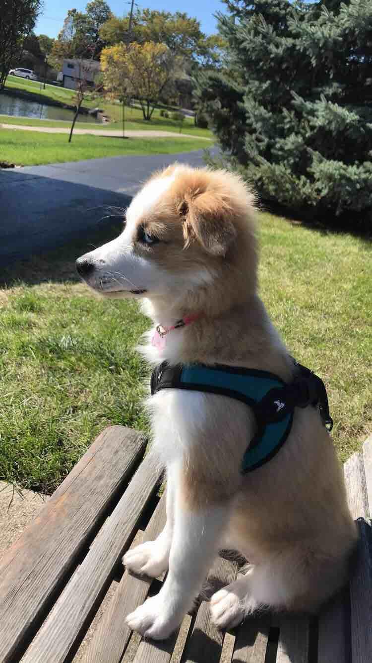 How big will your American Eskimo Aussie mix puppy get? | Petco