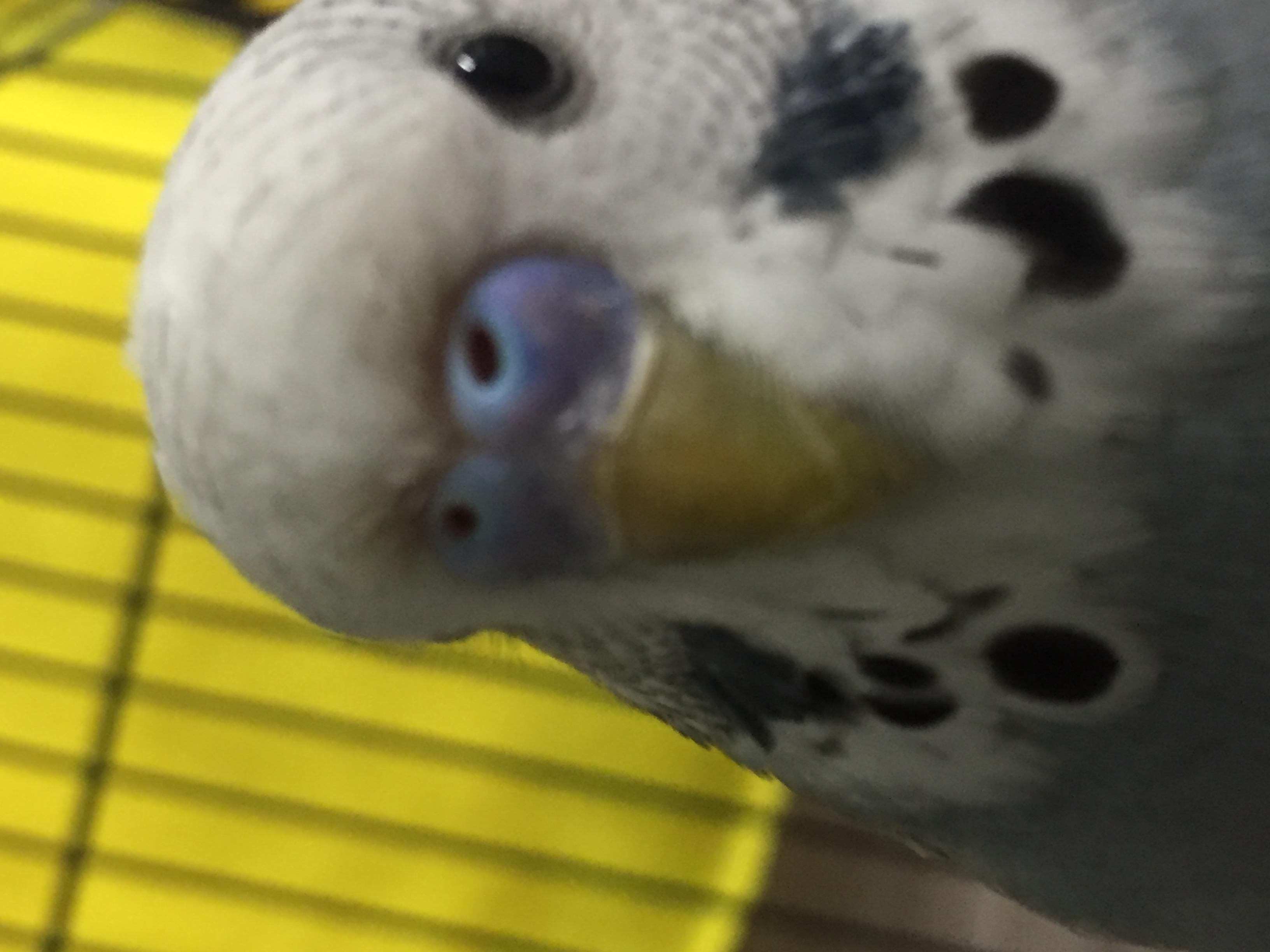 Why is my bird's beak crusty and how to stop bird biting? | Petco