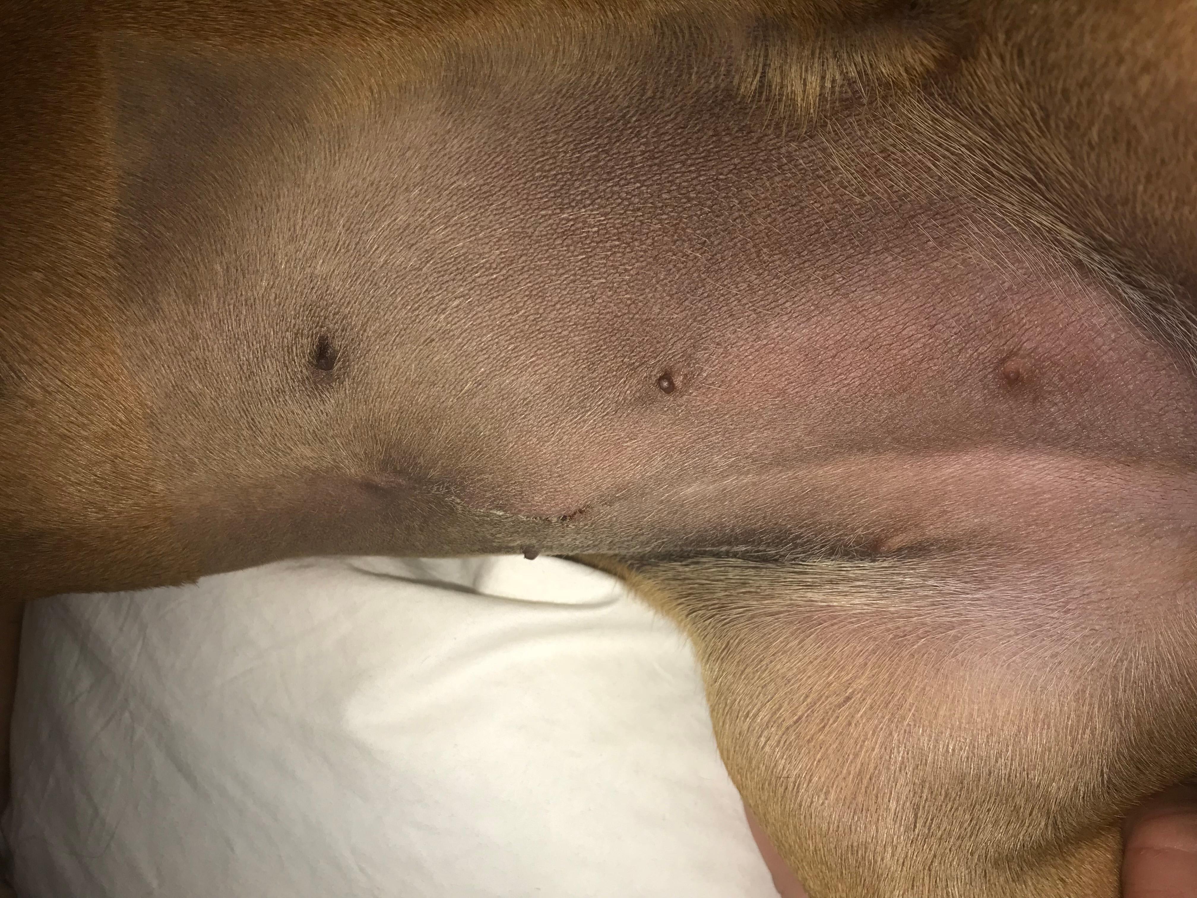Why is my dog's spay incision hard and lumpy after surgery? | Petco