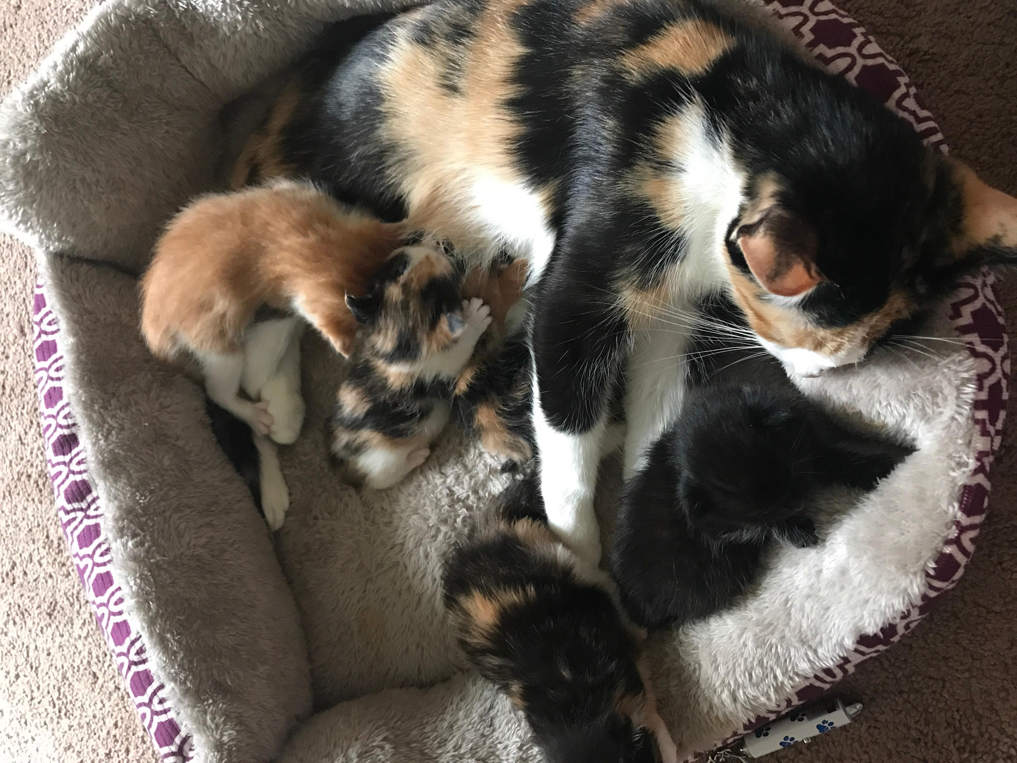 My 3-week-old kittens have diarrhea, vomit, goopy eyes. Help! | Petco