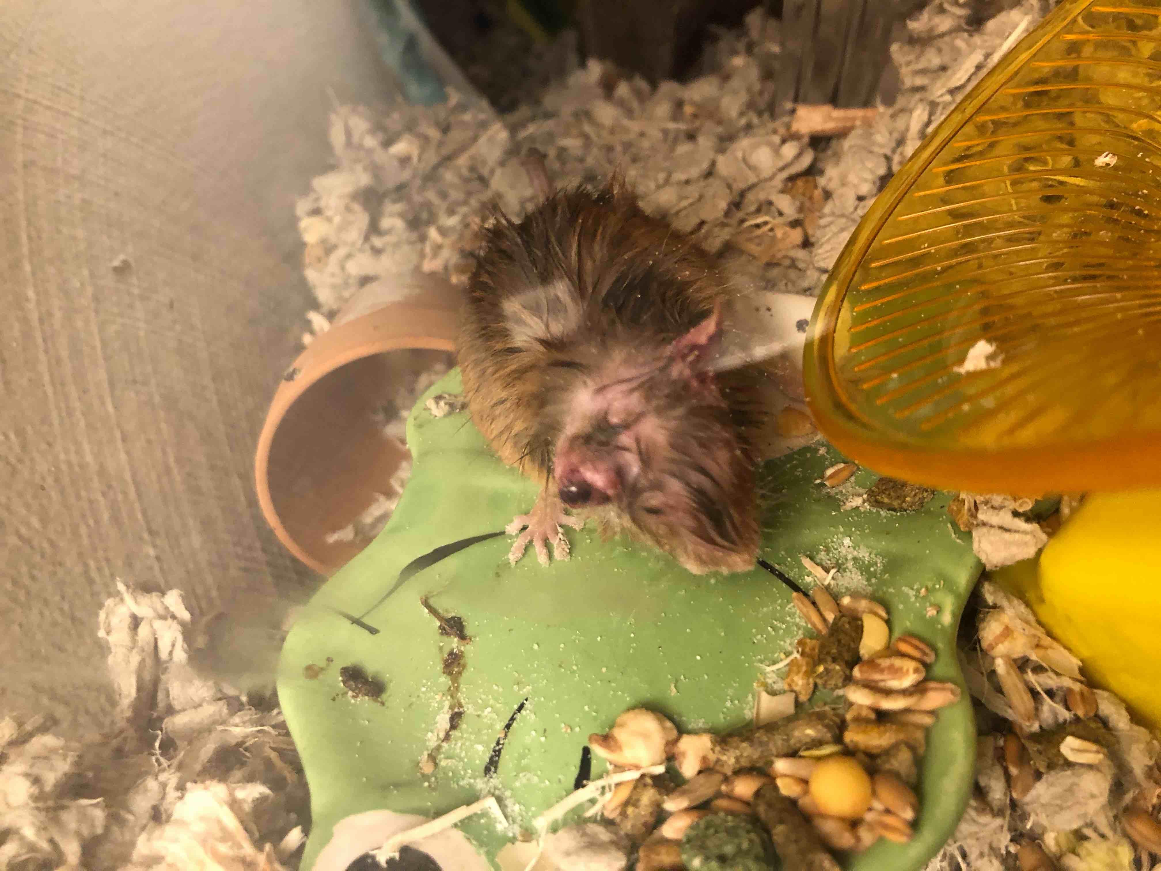 My Mouse is Self-Harming, Skinny, and Has Breathing Issues? | Petco