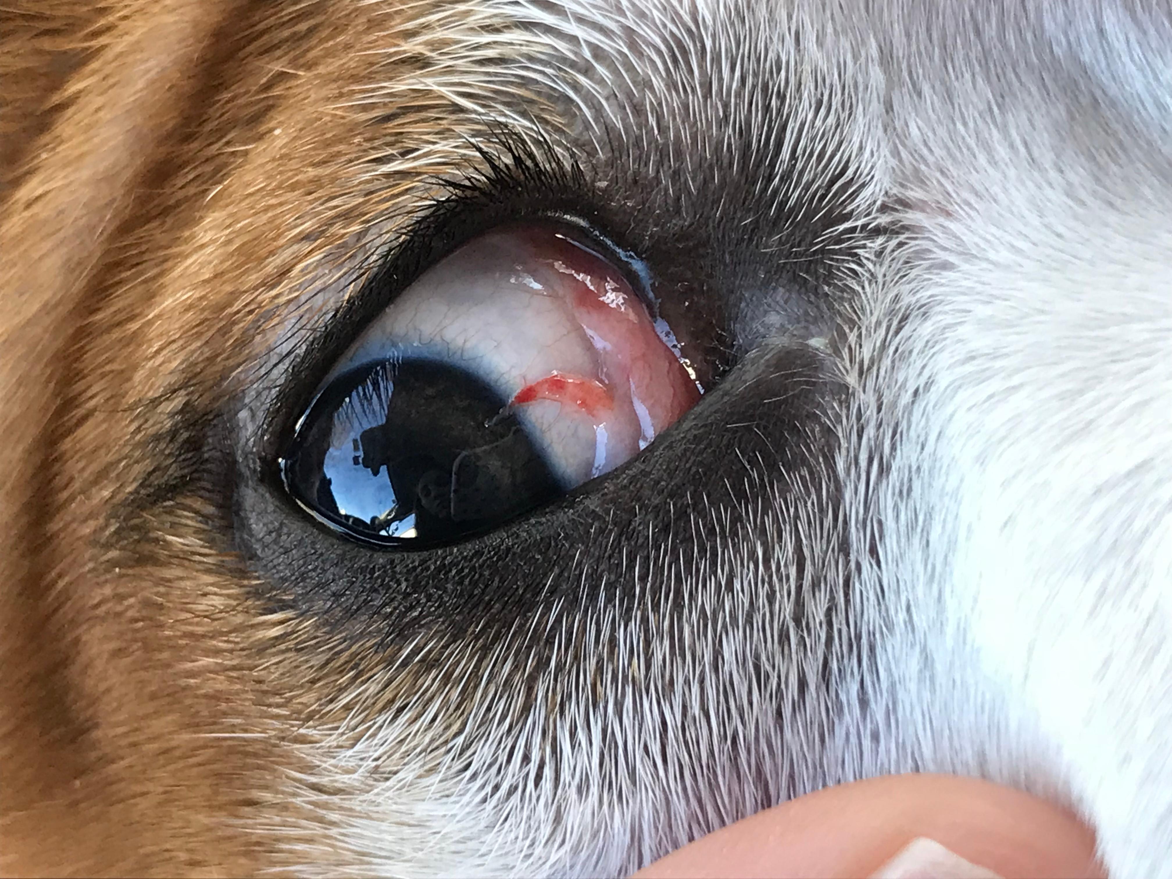 My puppy has a flap of tissue in her eye. Serious or normal? | Petco
