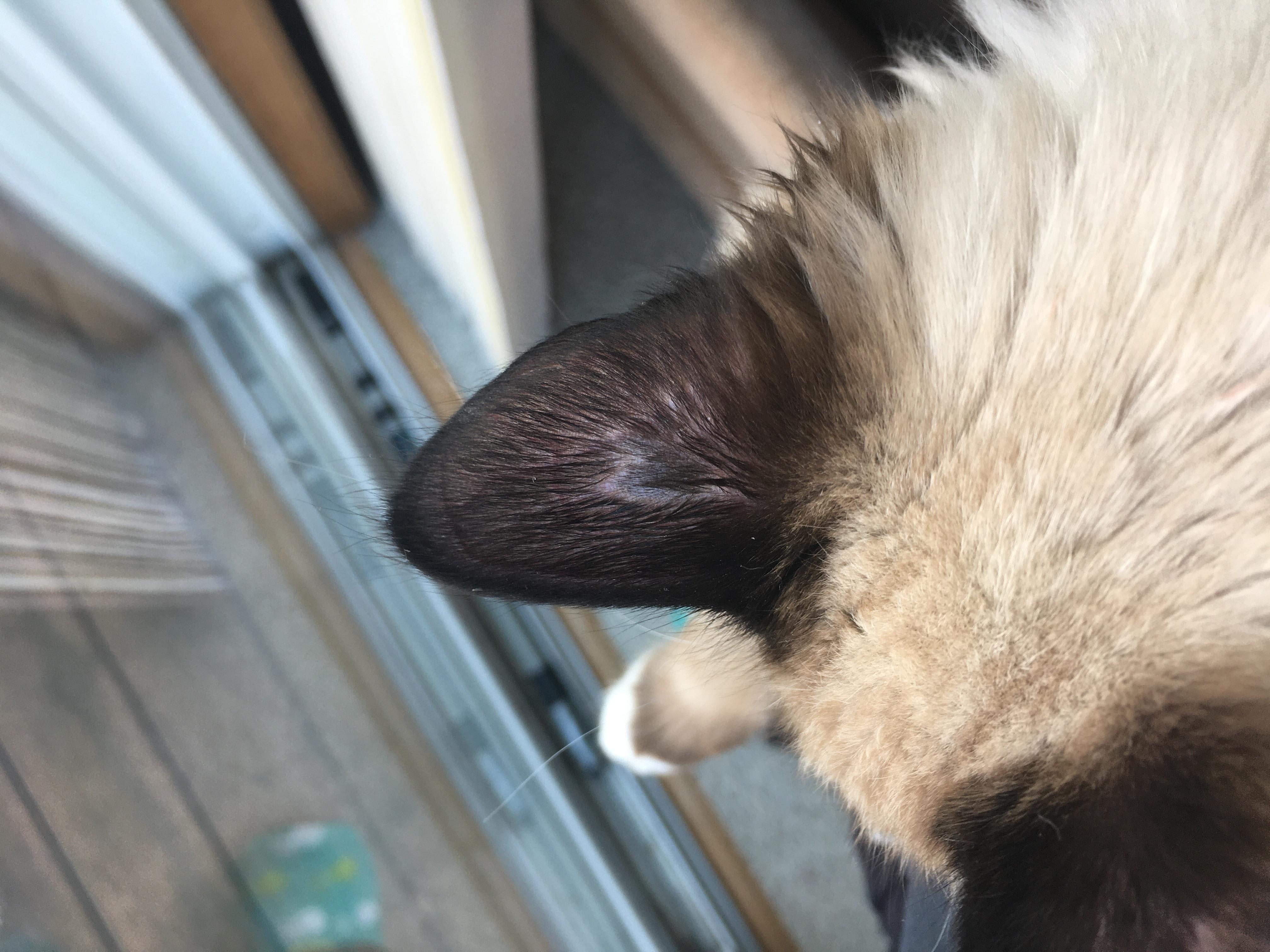 Crusty, Bald, Black Spot on Kitten's Ear? Find Out Why | Petco