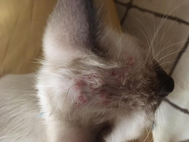 My Kittens Have Bumps on Heads & Won't Stop Scratching? Help! | Petco