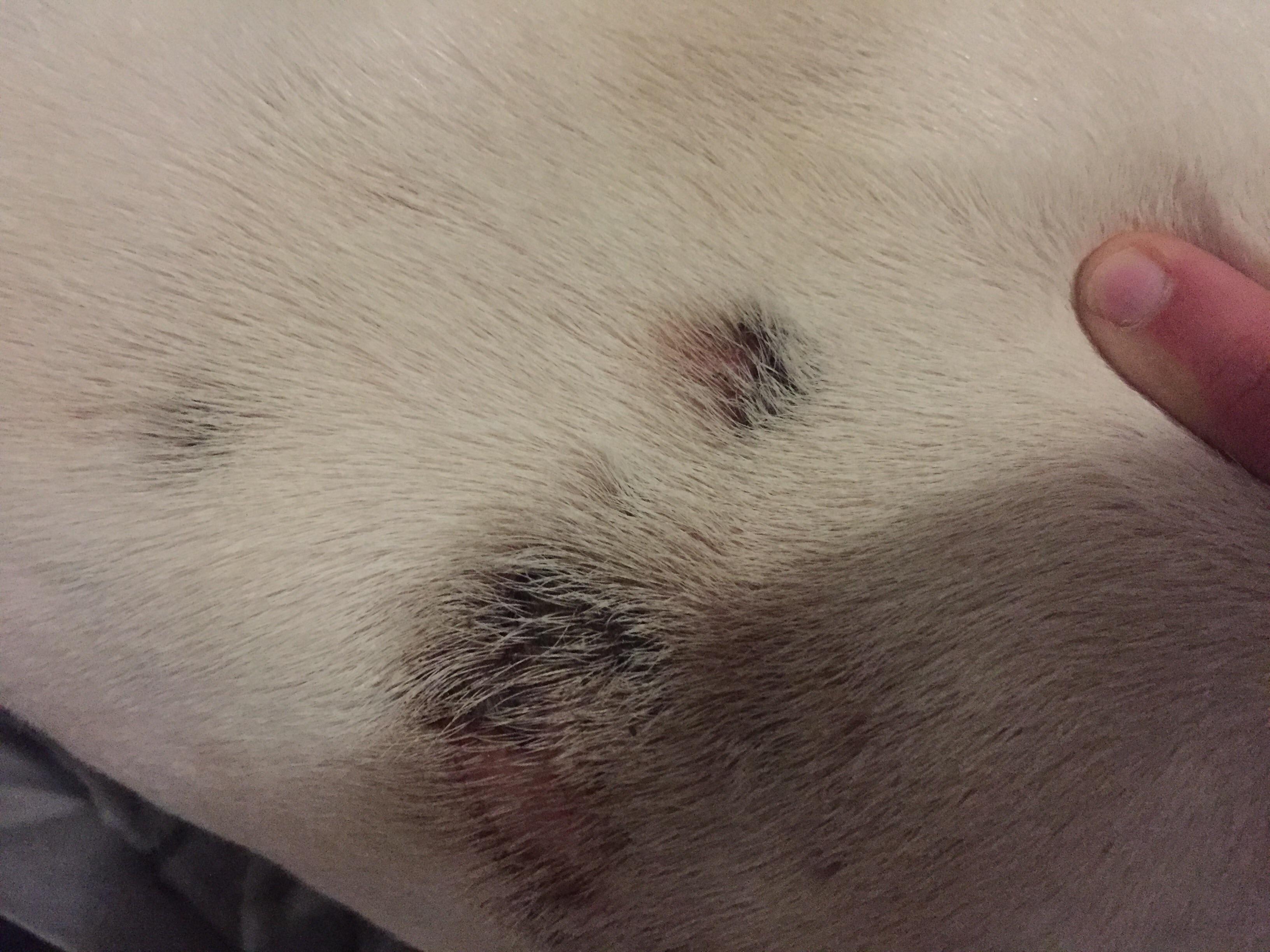 Why does my pitbull have a raw, bloody, crusty patch on back? | Petco
