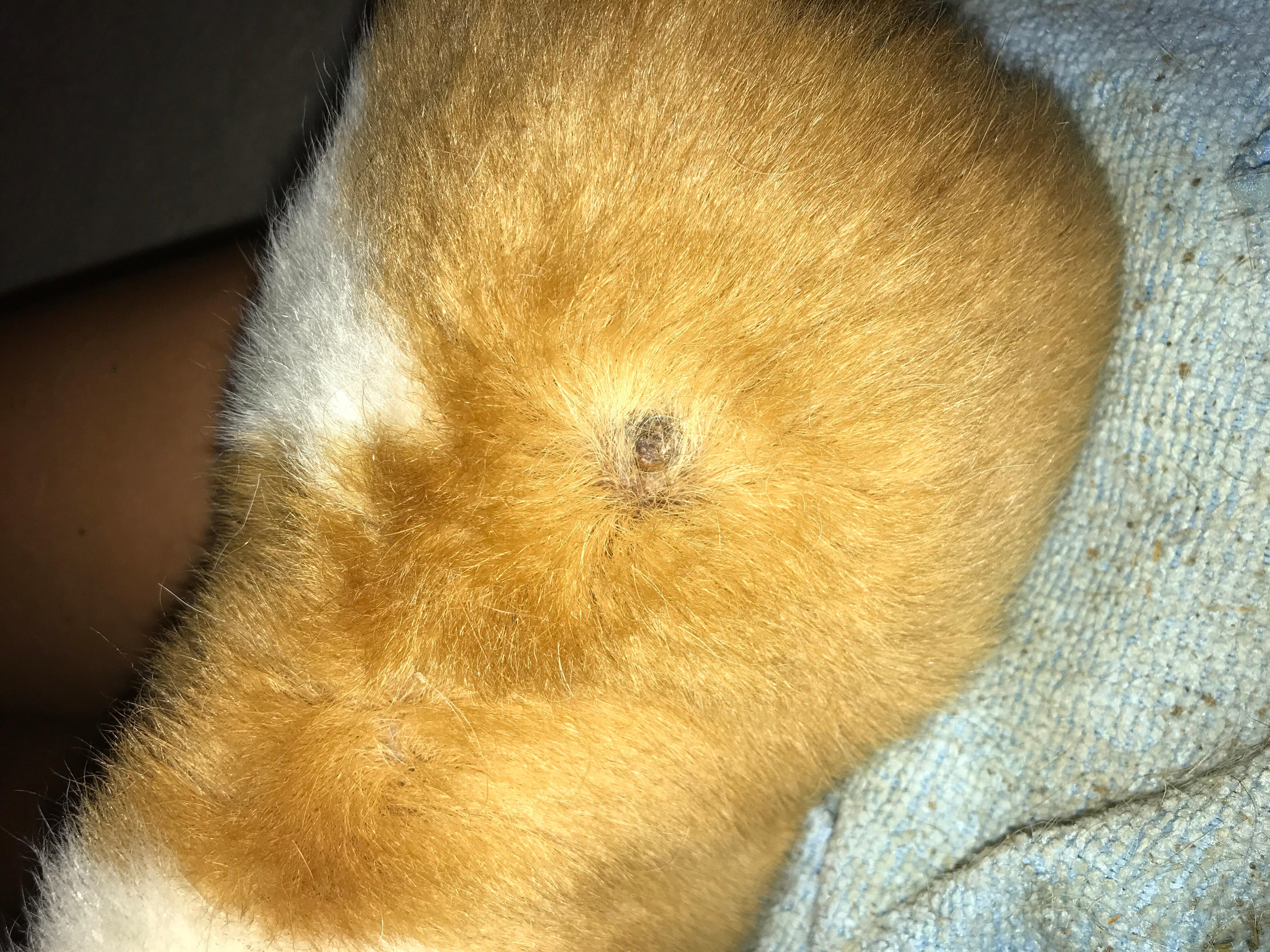 Guinea Pig Has a Back Bump? Is It a Scab or Something Else? | Petco