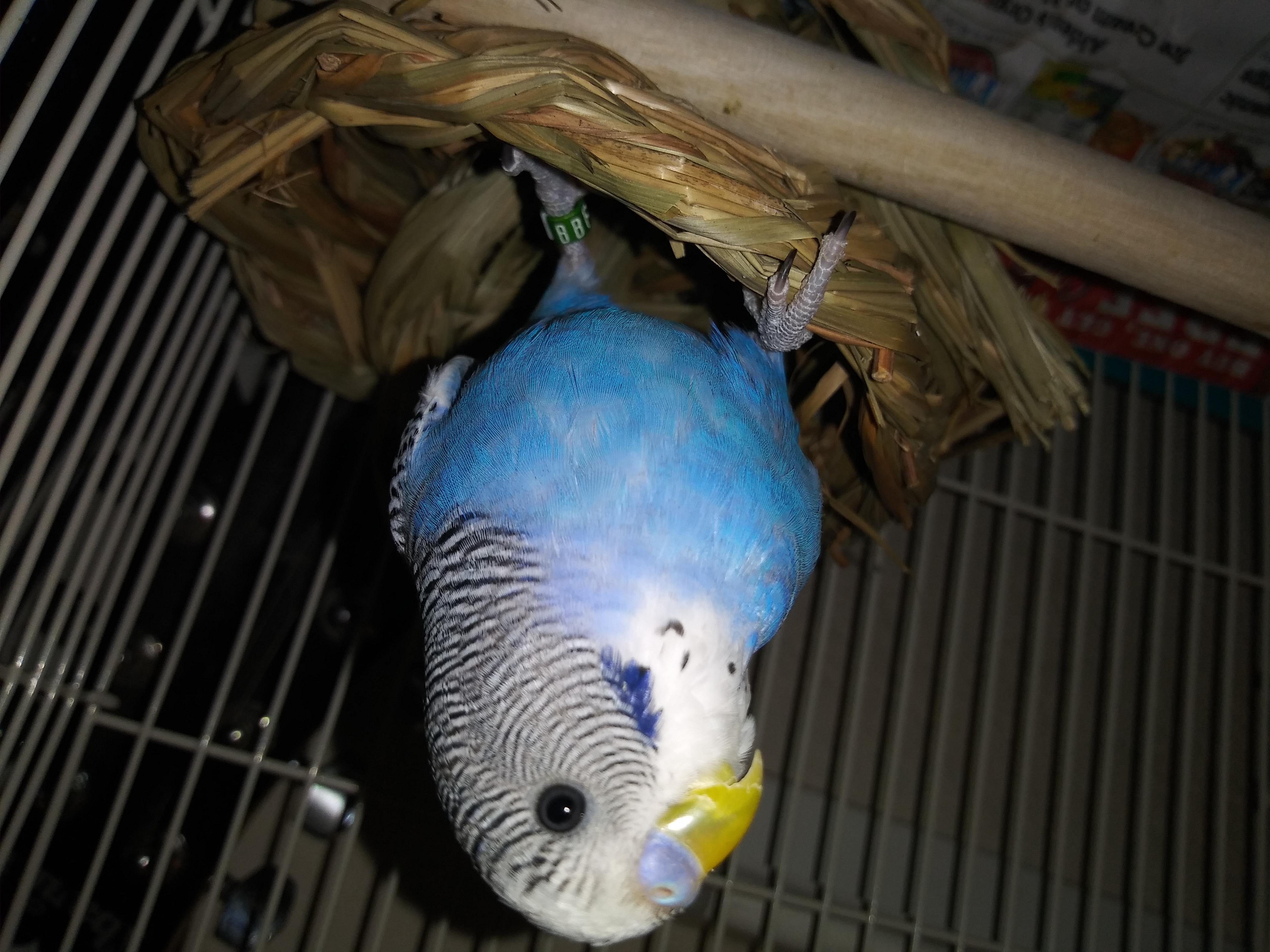 My parakeet hit the fan. Immediate care for a sprained wing | Petco