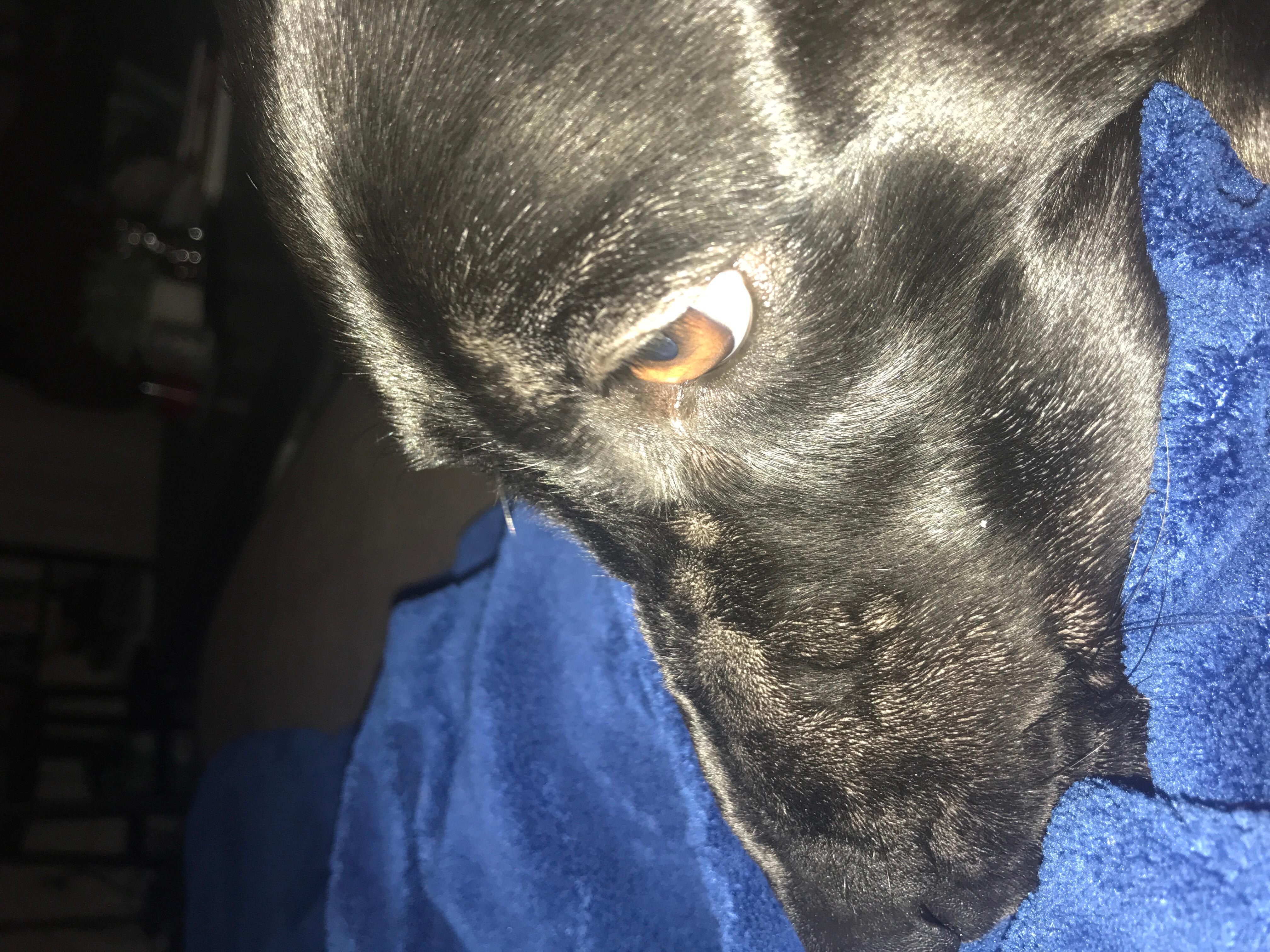 My Dog Has Bumps on Face: Allergy or Insect Bite? Get Answers | Petco