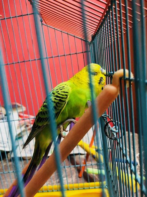 My Budgie Has a Swollen Leg & Can't Balance. What to Do? | Petco