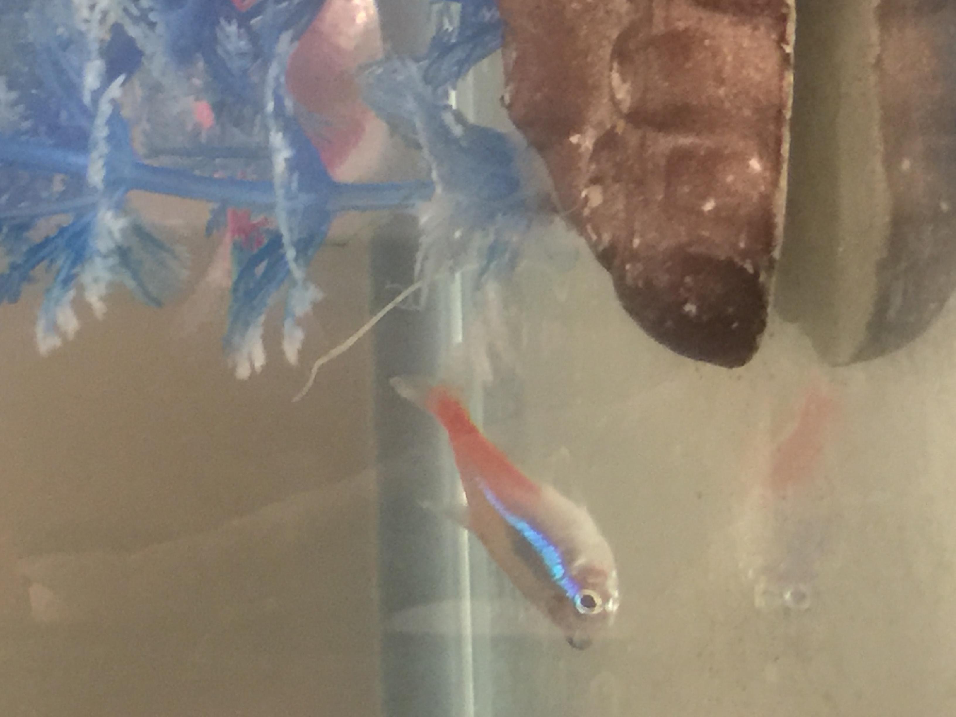 My Fish Has White Growth in Mouth & Can't Eat: Is It Columnaris? | Petco