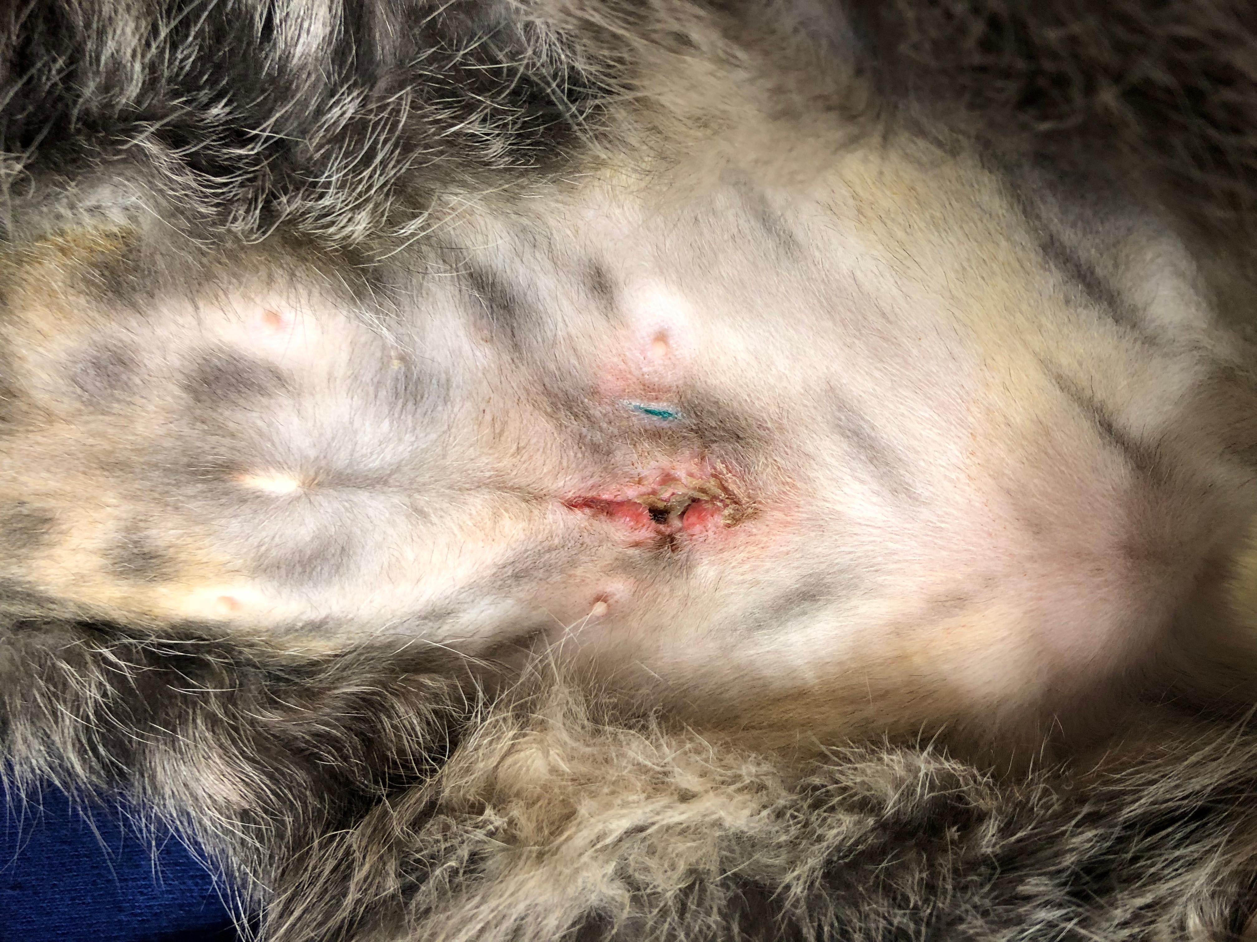 Infected Spay Incision? Care for Your Dog Before the Vet | Petco