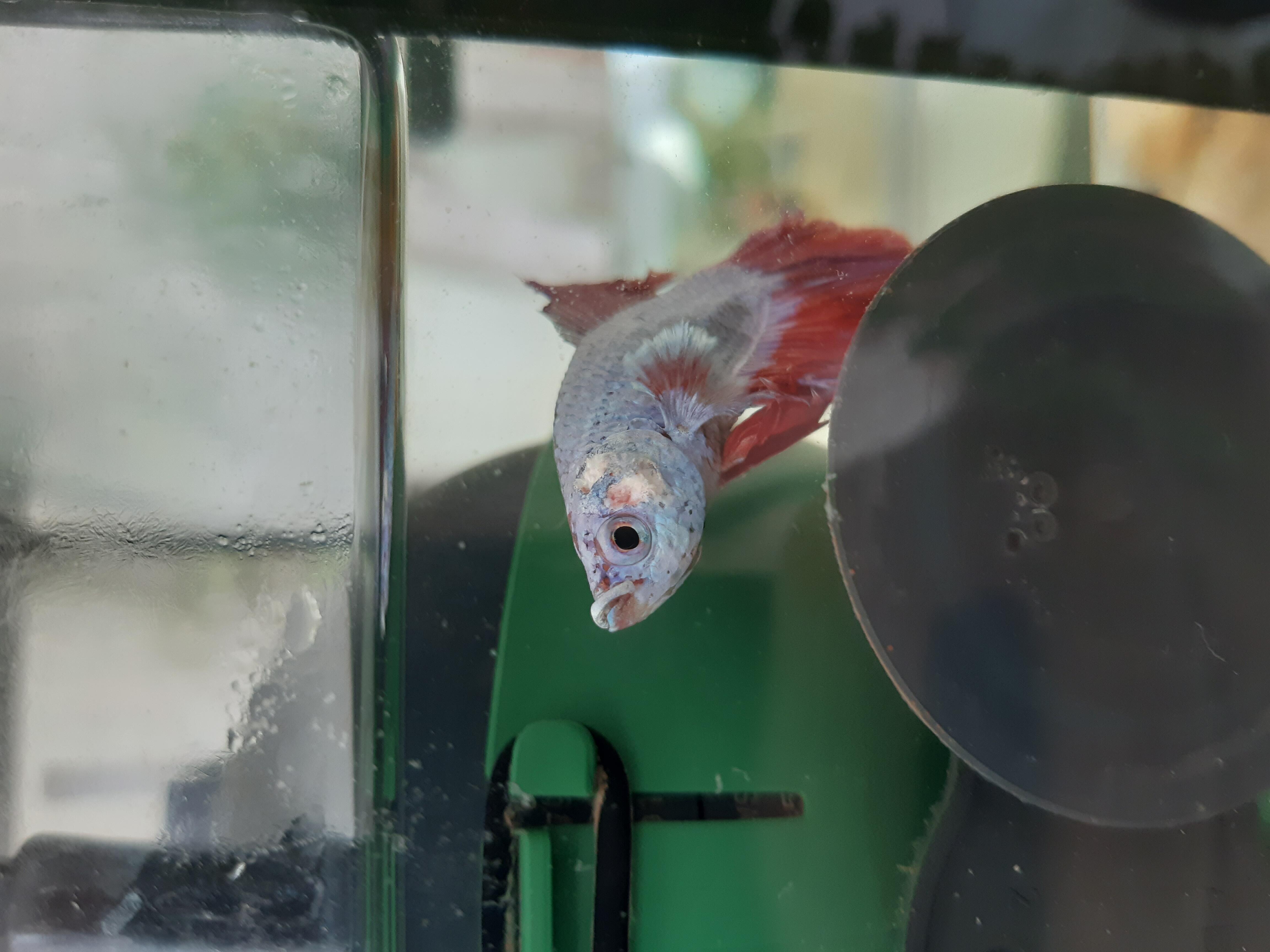 Betta Fish Has White Spots & Hiding? How to Treat Him Now | Petco