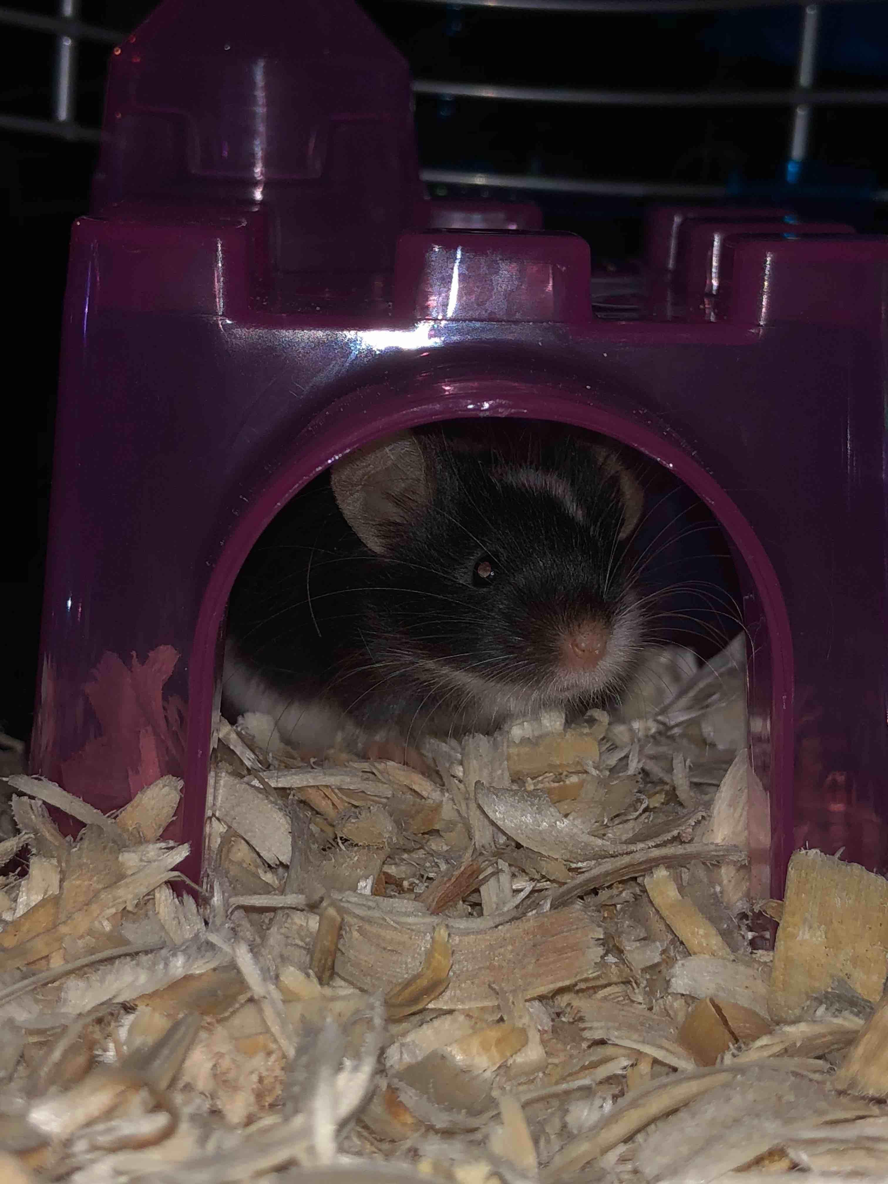My female mouse is scared of new mice. What should I do? | Petco