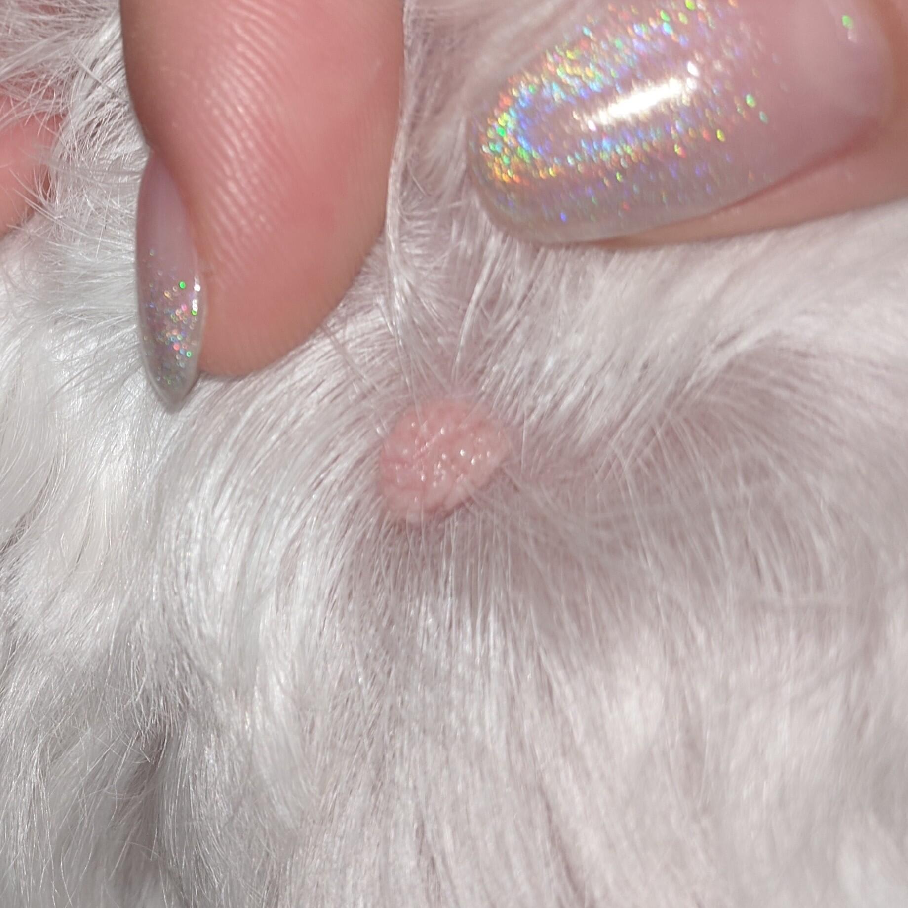 My older Maltese: Growing Skin Bump. Skin Tag or Serious? | Petco