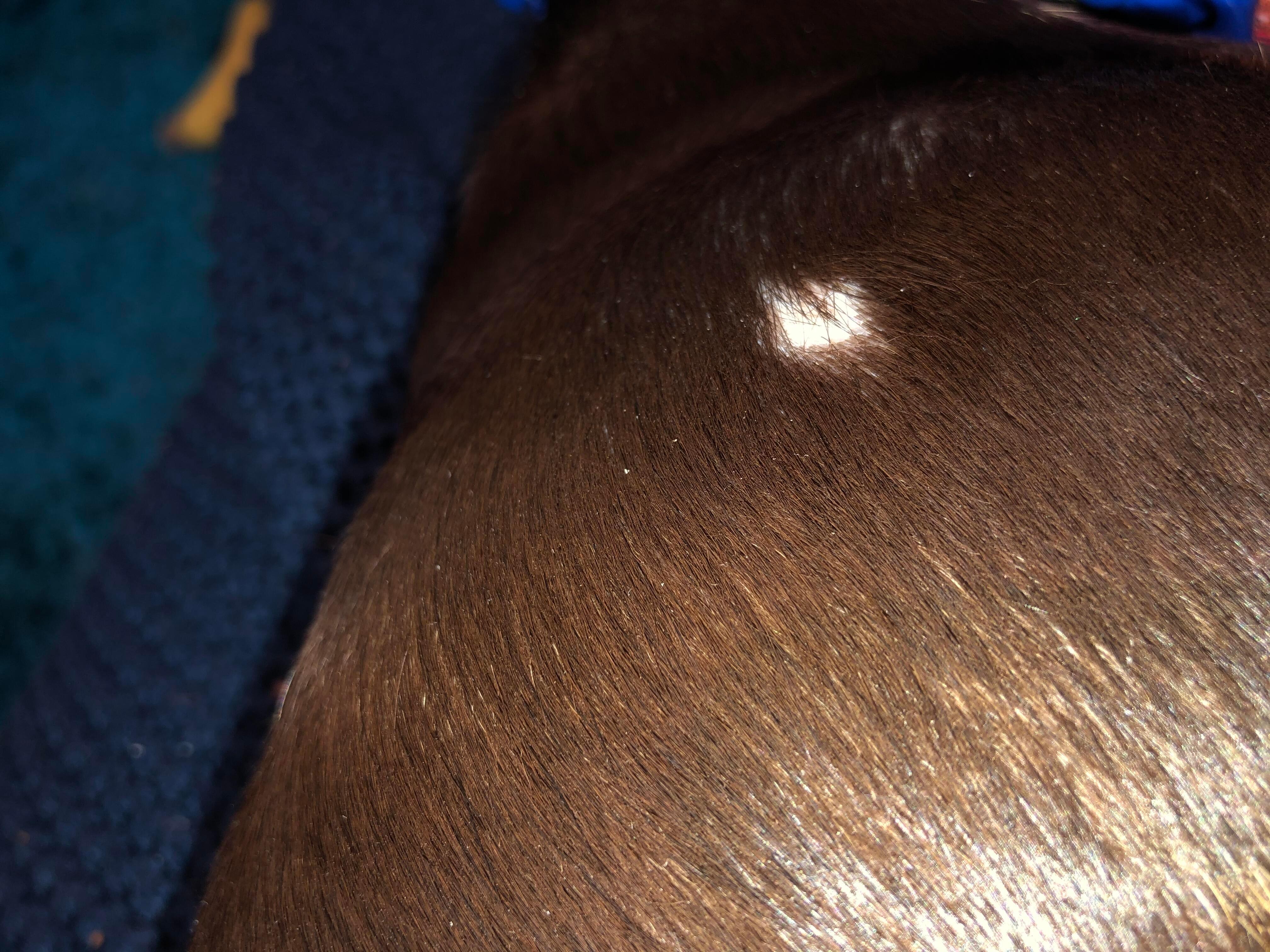 My Dachshund Puppy Has a Bald Spot: What's Causing Hair Loss? | Petco