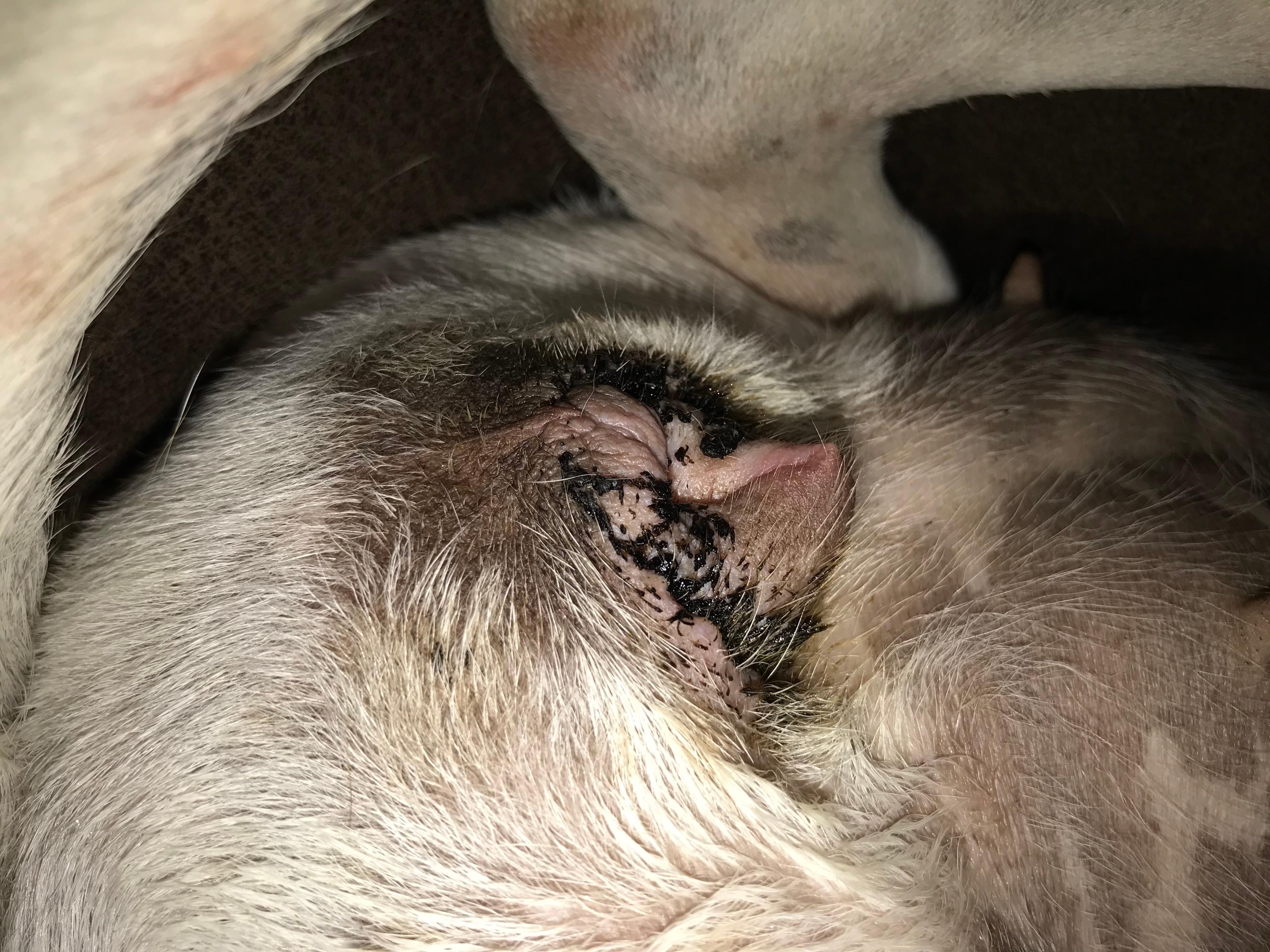 Why does my unspayed female dog have black dots on her vagina? | Petco