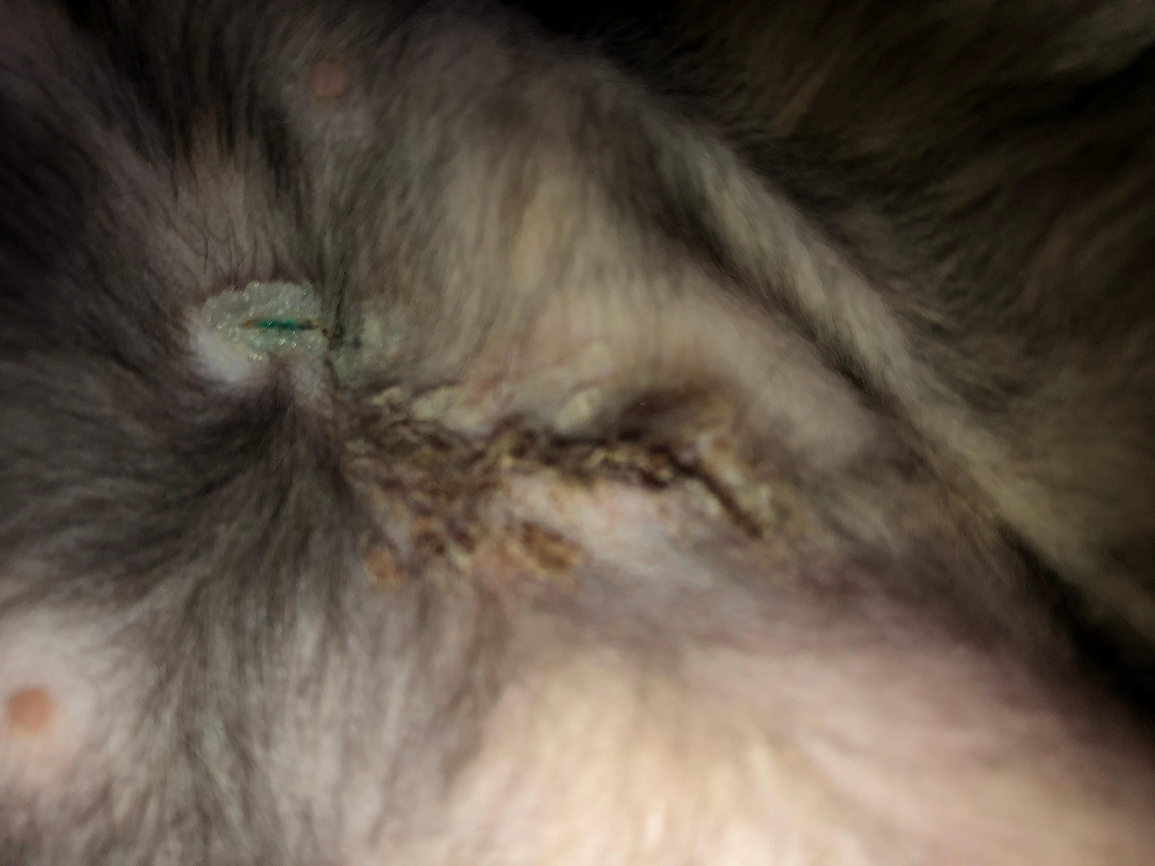 Why is my cat's spay incision not healing and getting wider? | Petco