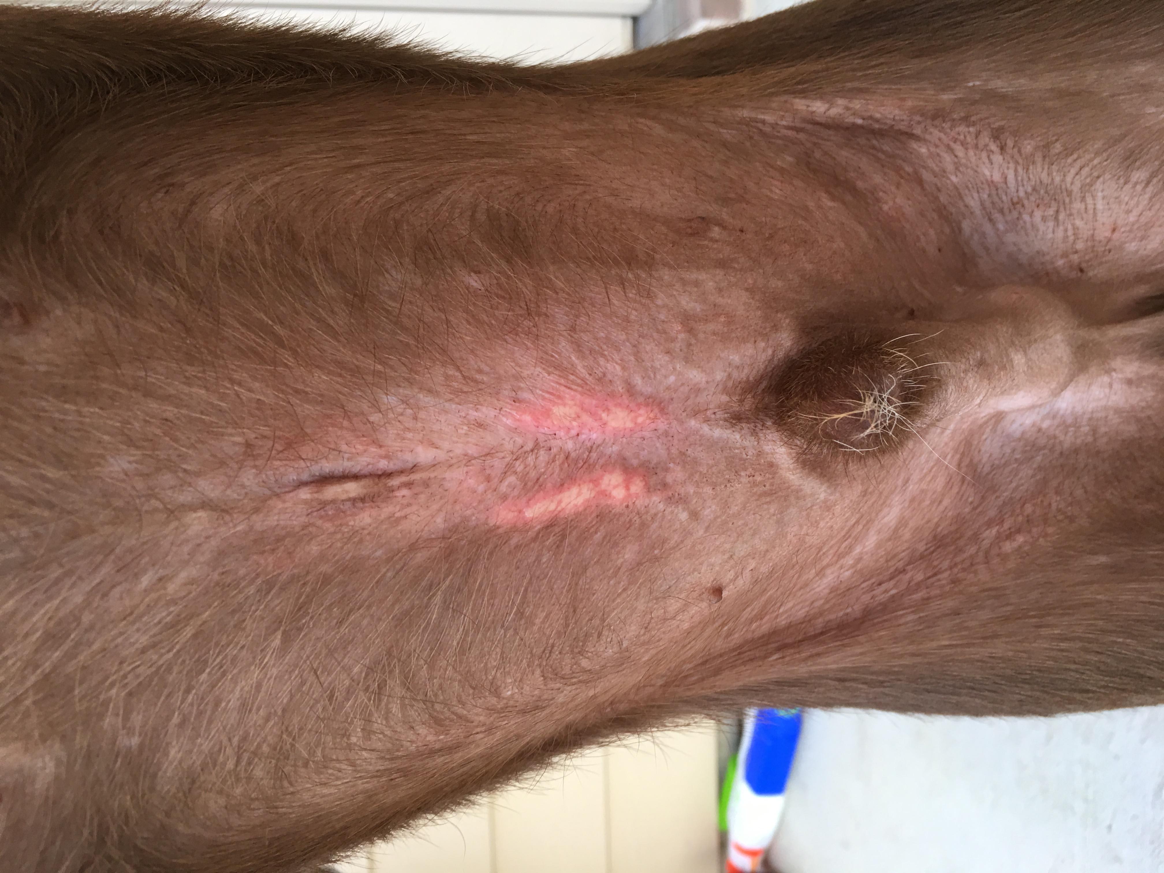 My Dog Scratches Belly: Can I Use Human Hydrocortisone? | Petco