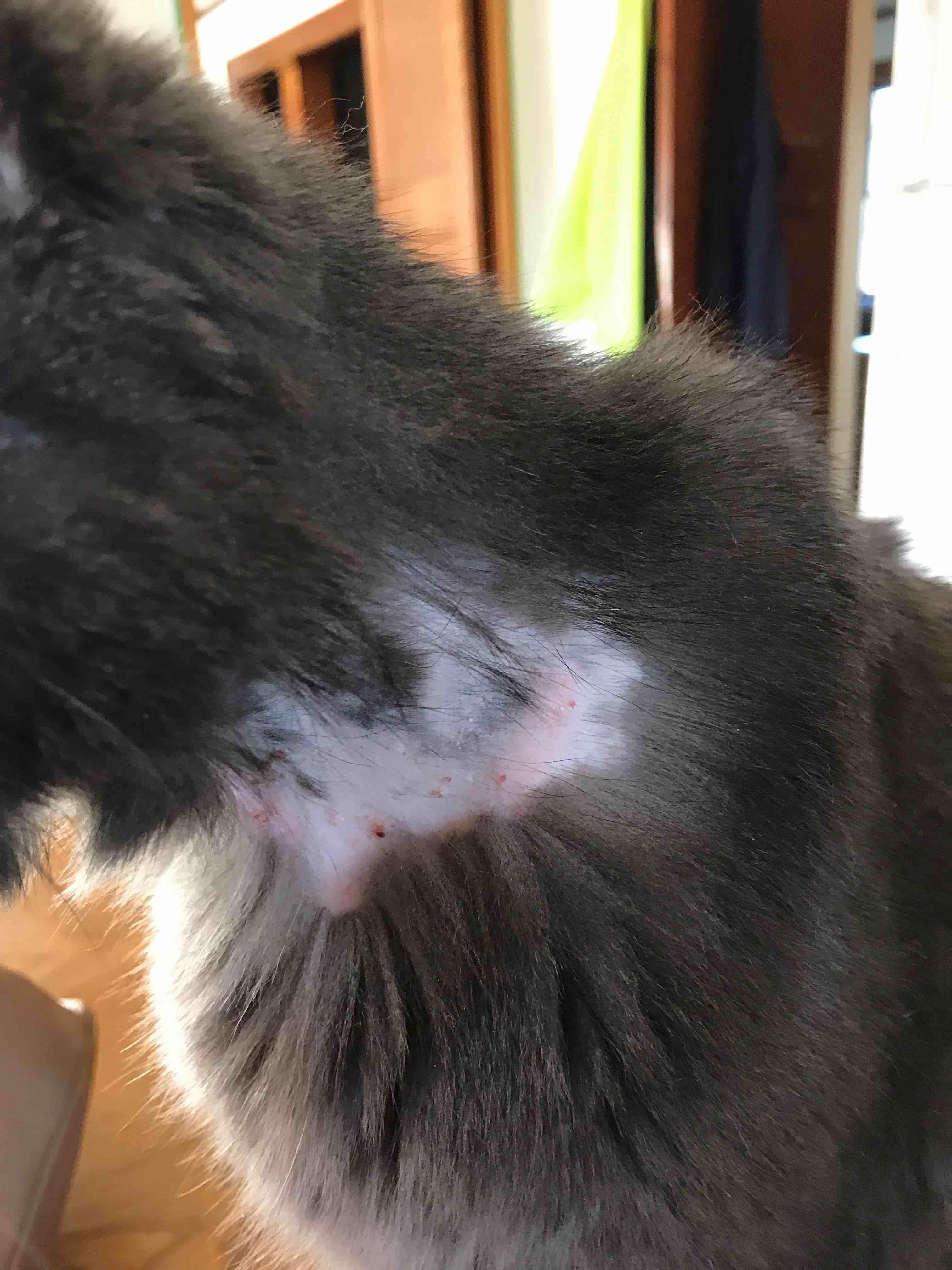 Cat Acting Weird After Flea Treatment