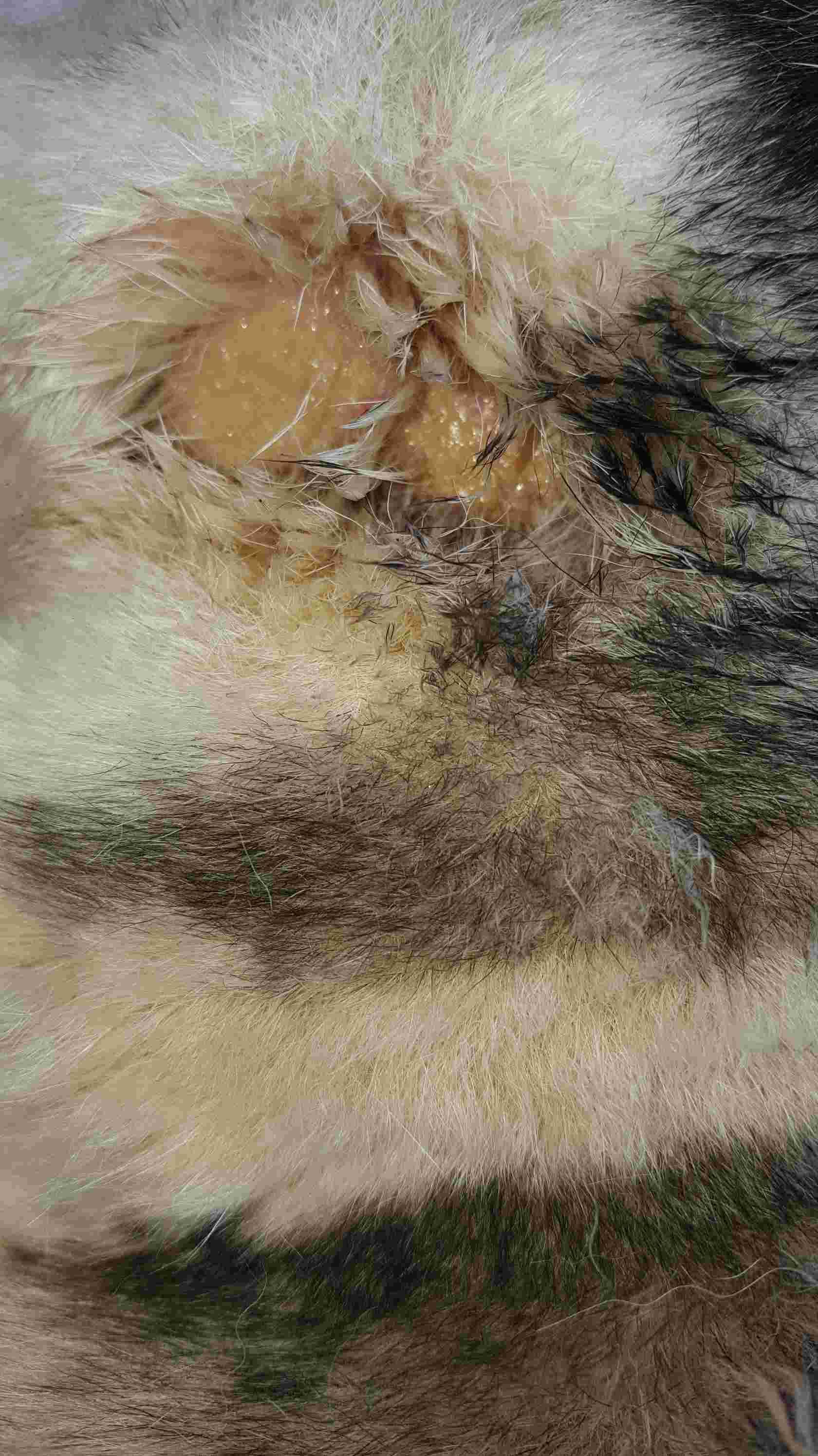 My dog has a painful, sticky bald spot on her cheek. Solutions! | Petco