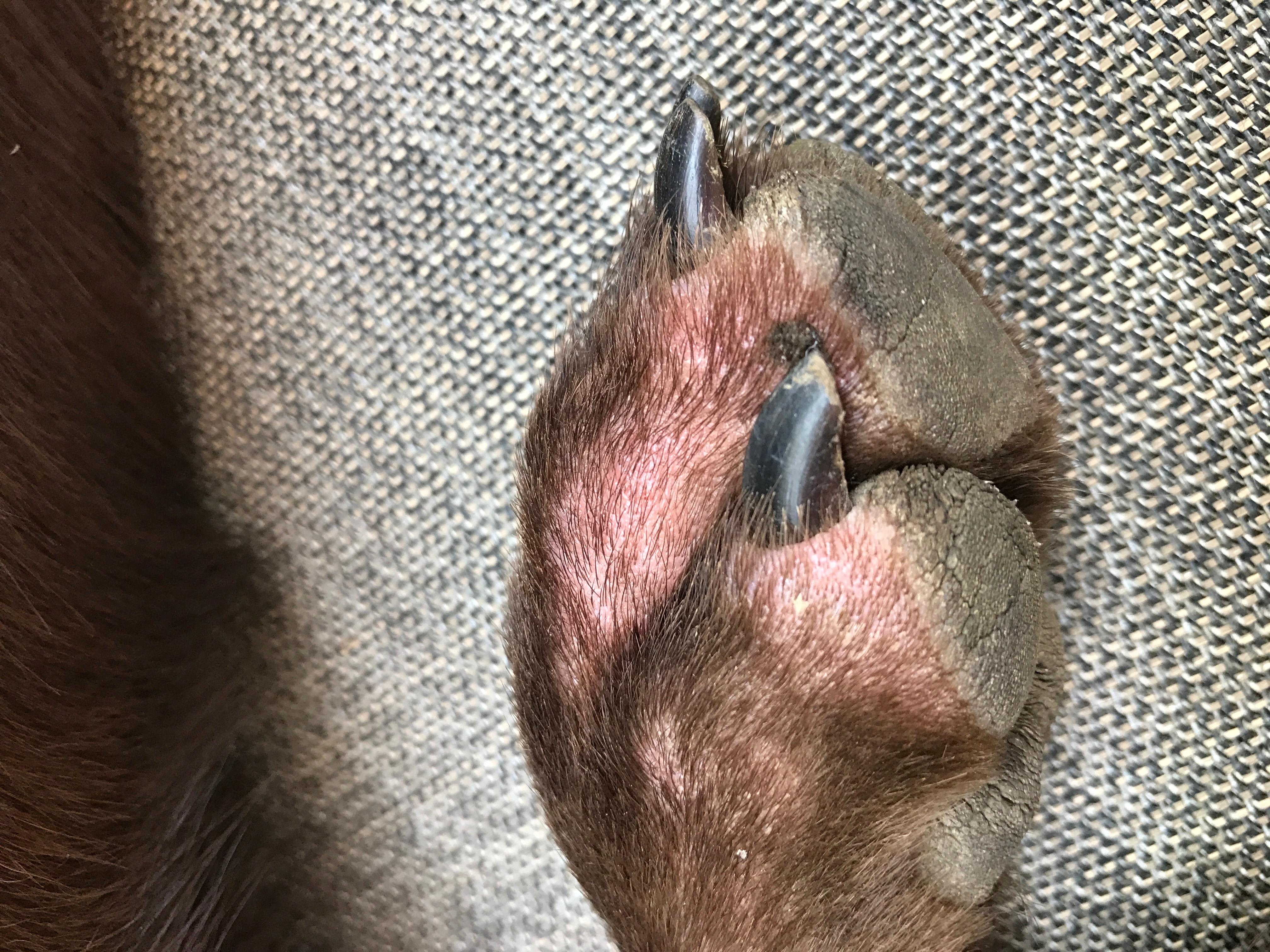 My dog's red, irritated paws: What can I do for licking before vet? | Petco