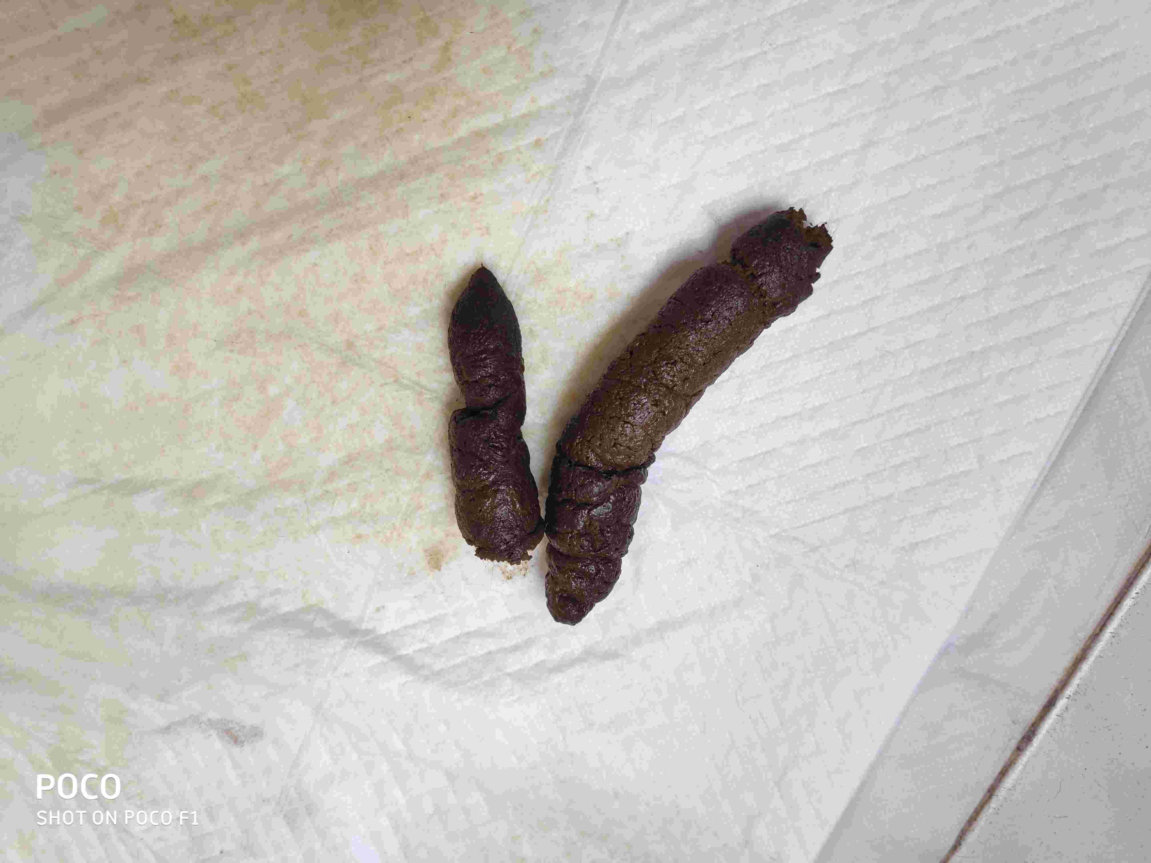 Puppy Pooping More After New Food? Is it Too Much Fiber? | Petco