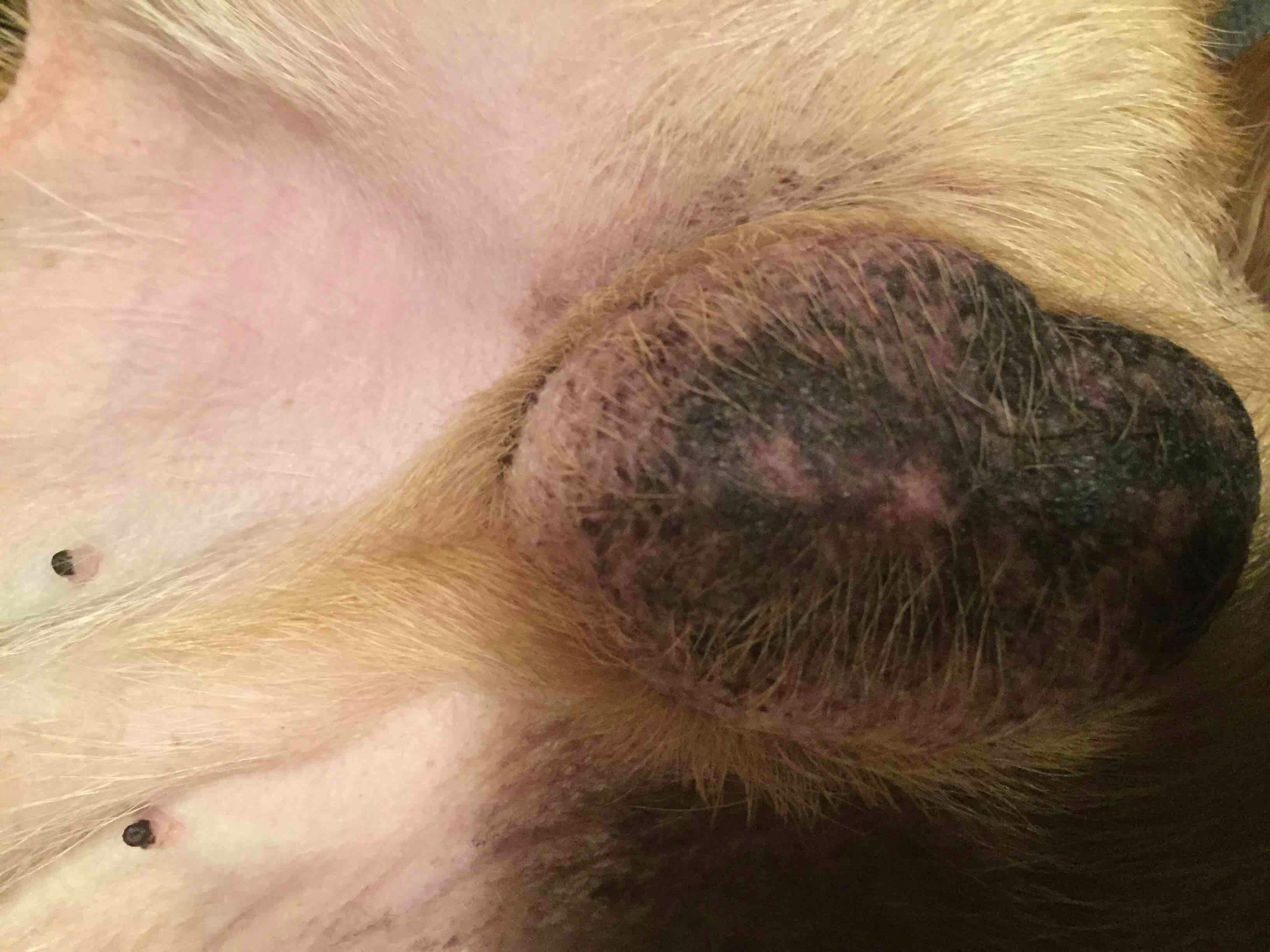 Is it normal for my dog to have one testicle bigger than the other? | Petco