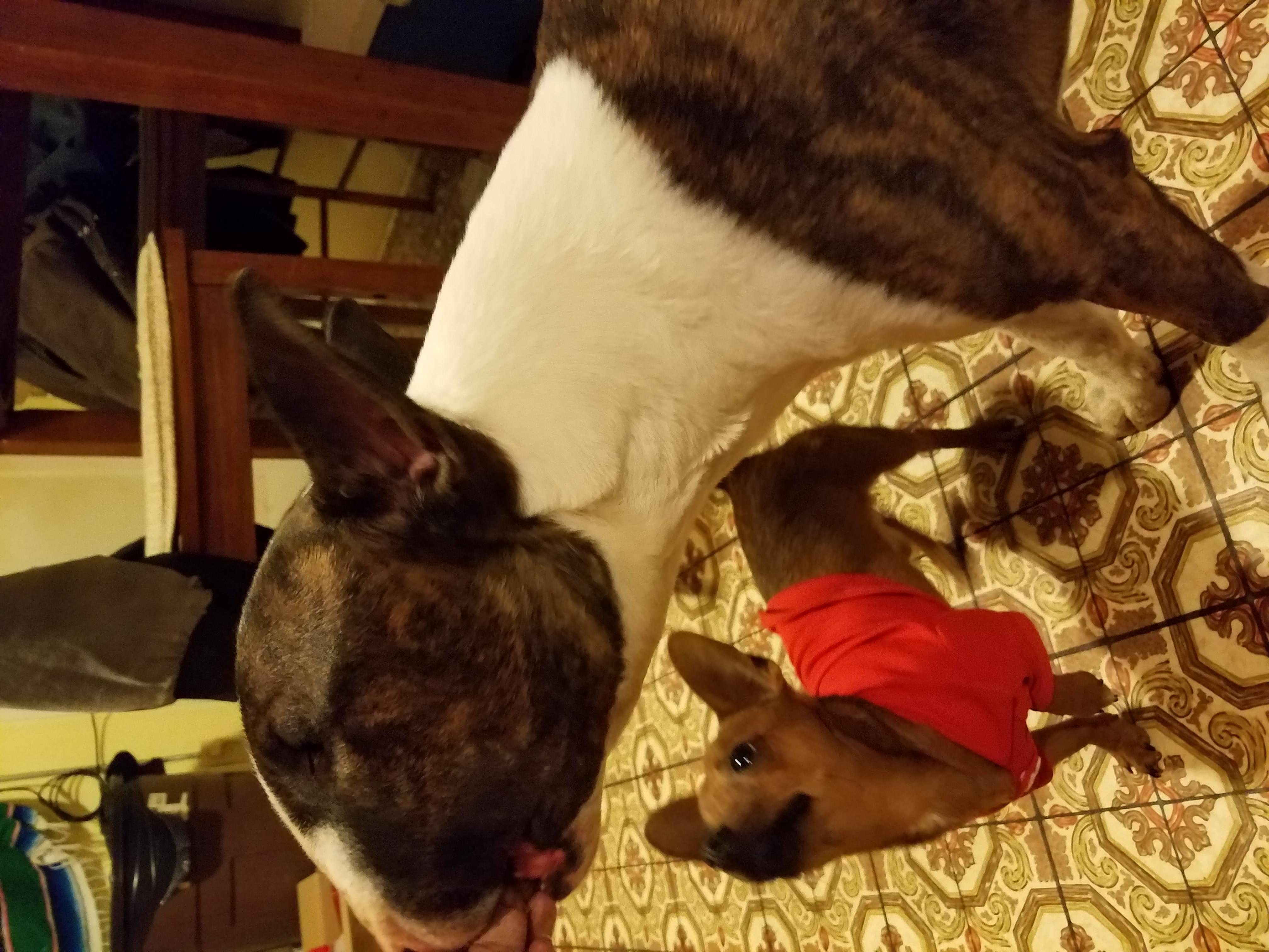 My Dog Has a Sudden Throat Lump. Does He Need a Vet? | Petco