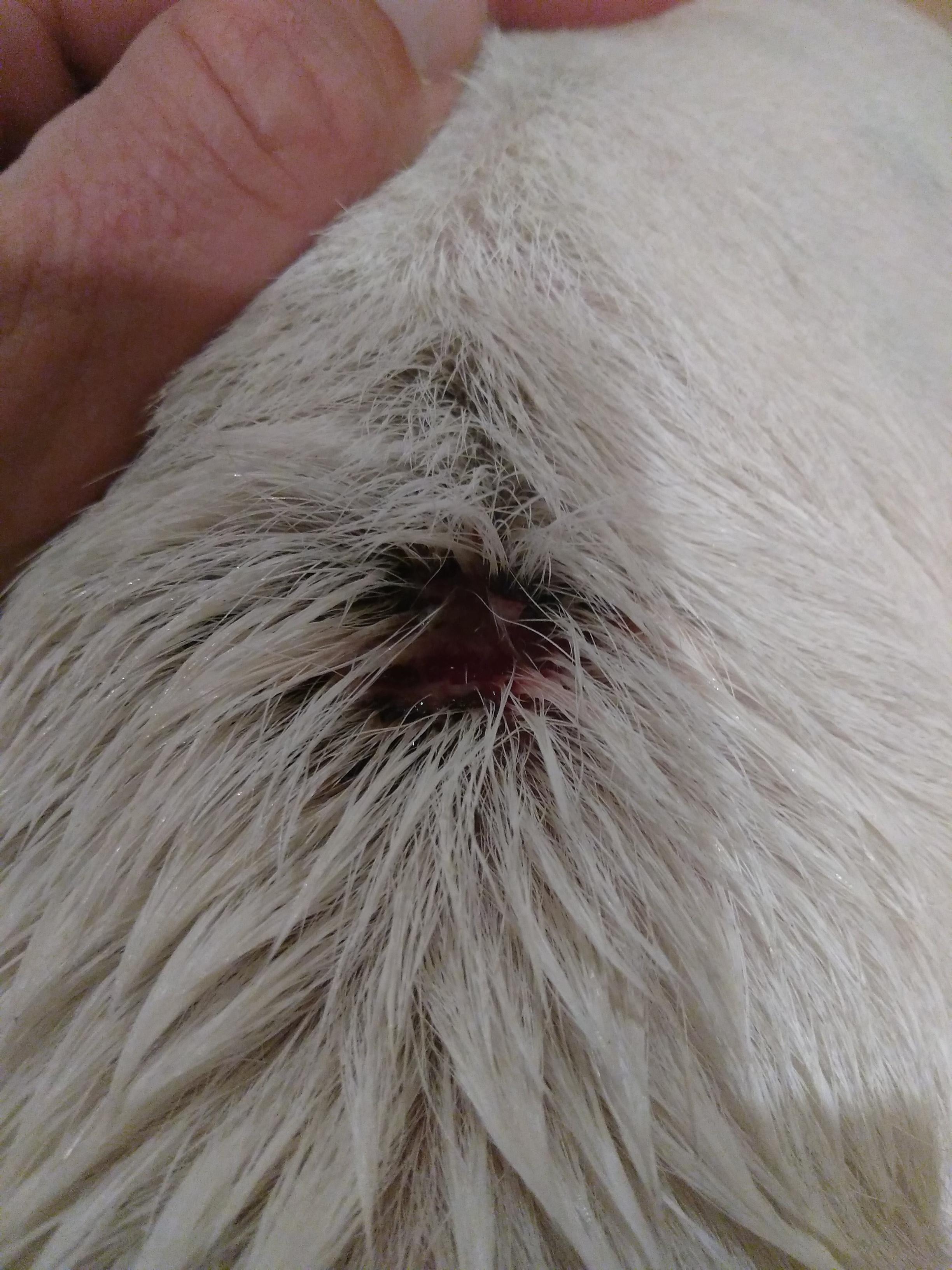 Dog Tick Bite Oozing Yellow Discharge? Is It Infected? | Petco