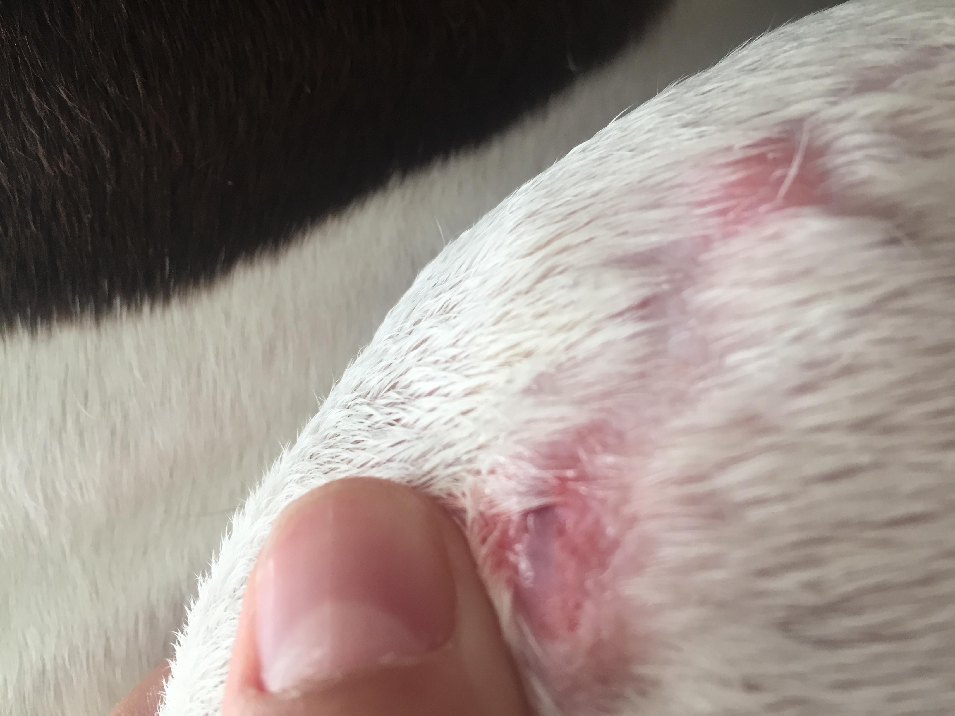 Dog's ACL scar has red bumps & pus. Why isn't it healing? | Petco