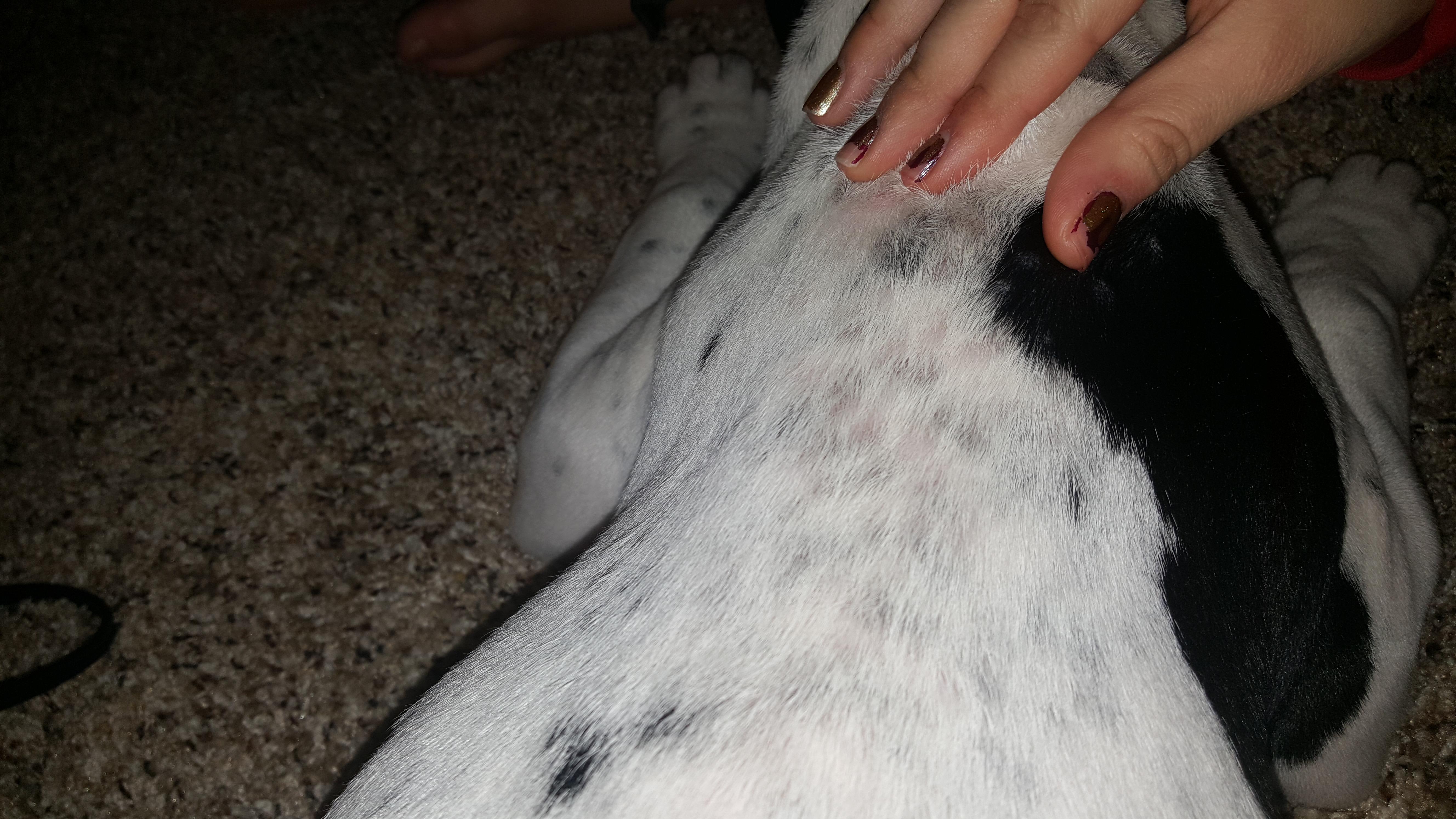 What are these pink bumps on my pit bull puppy's back and tail? | Petco