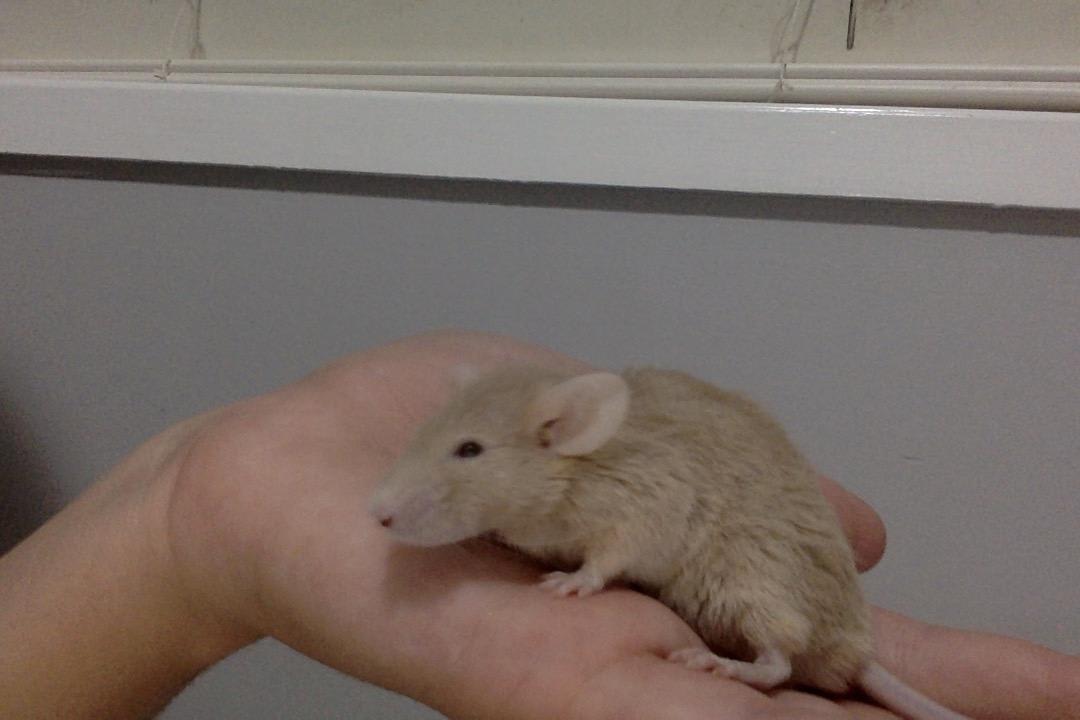 Why is my mouse breathing heavily, losing weight, and tired? | Petco